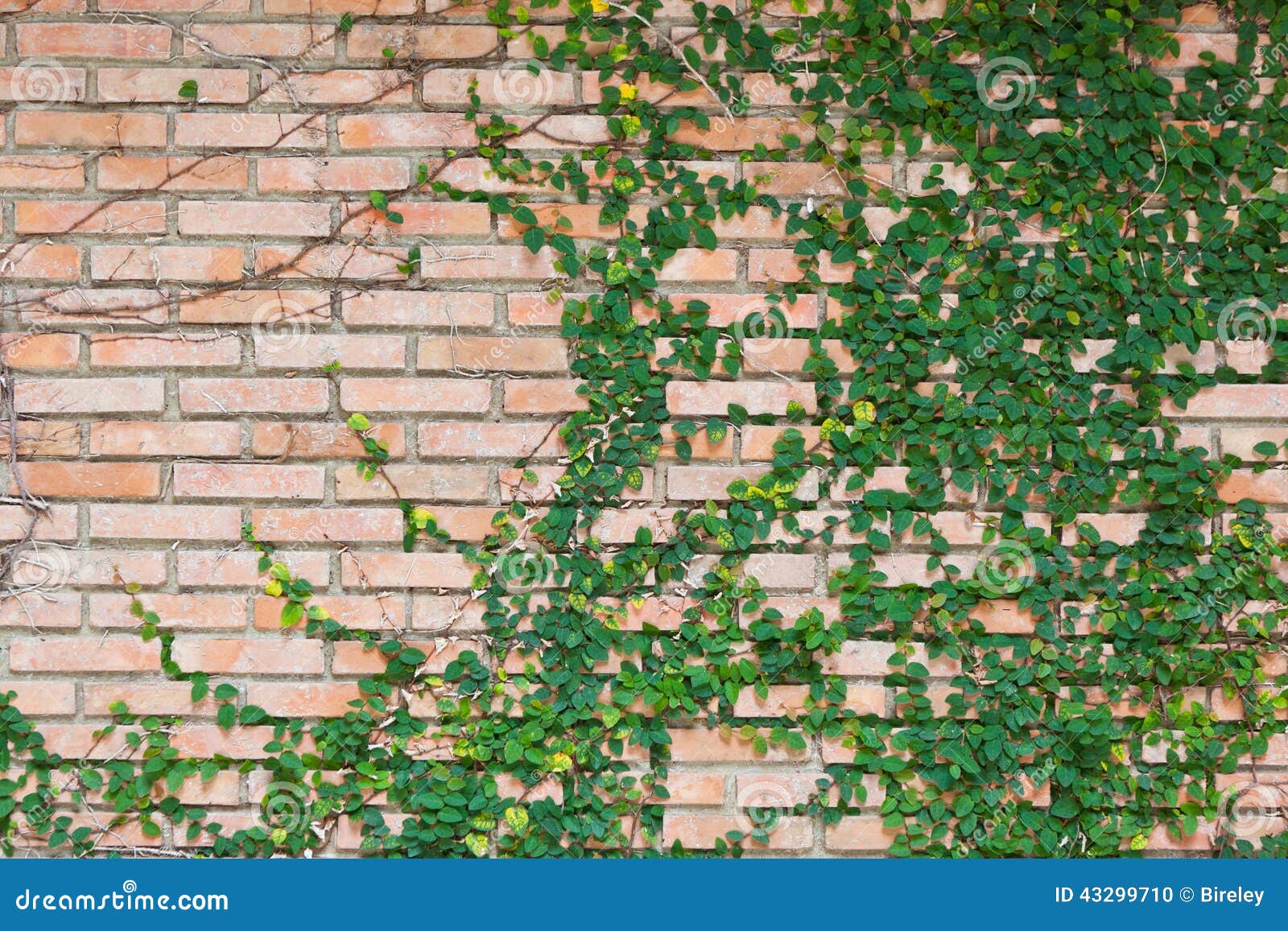 Ivy on brick wall stock photo. Image of climbing, backdrop - 43299710