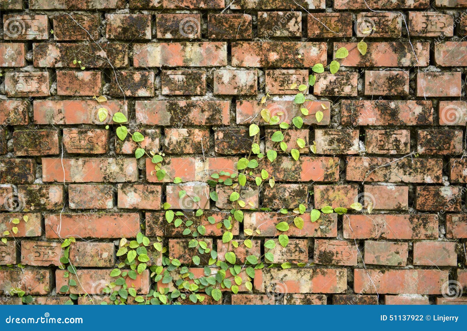 Ivy on brick wall stock photo. Image of concrete, orange - 51137922