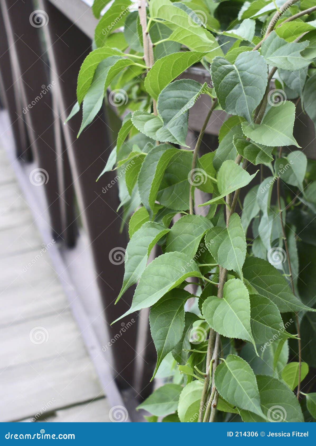 Ivy Bridge 1 stock photo. Image of wood, nature, leaves - 214306