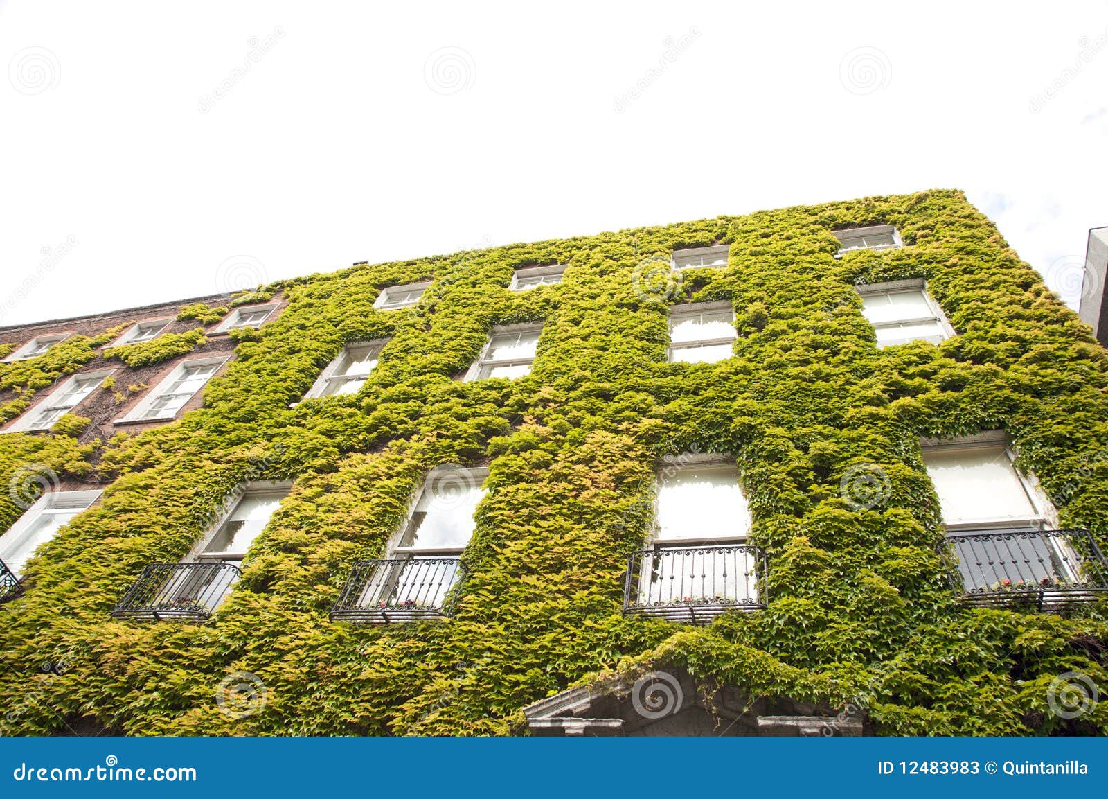 Ivy building stock image. Image of dublin, natural, balcony - 12483983
