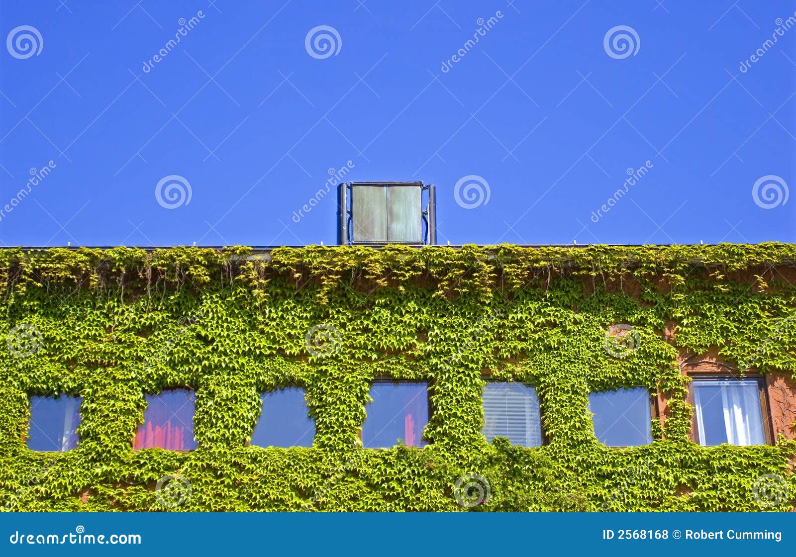 Ivy Building stock photo. Image of leafs, leaves, ages - 2568168