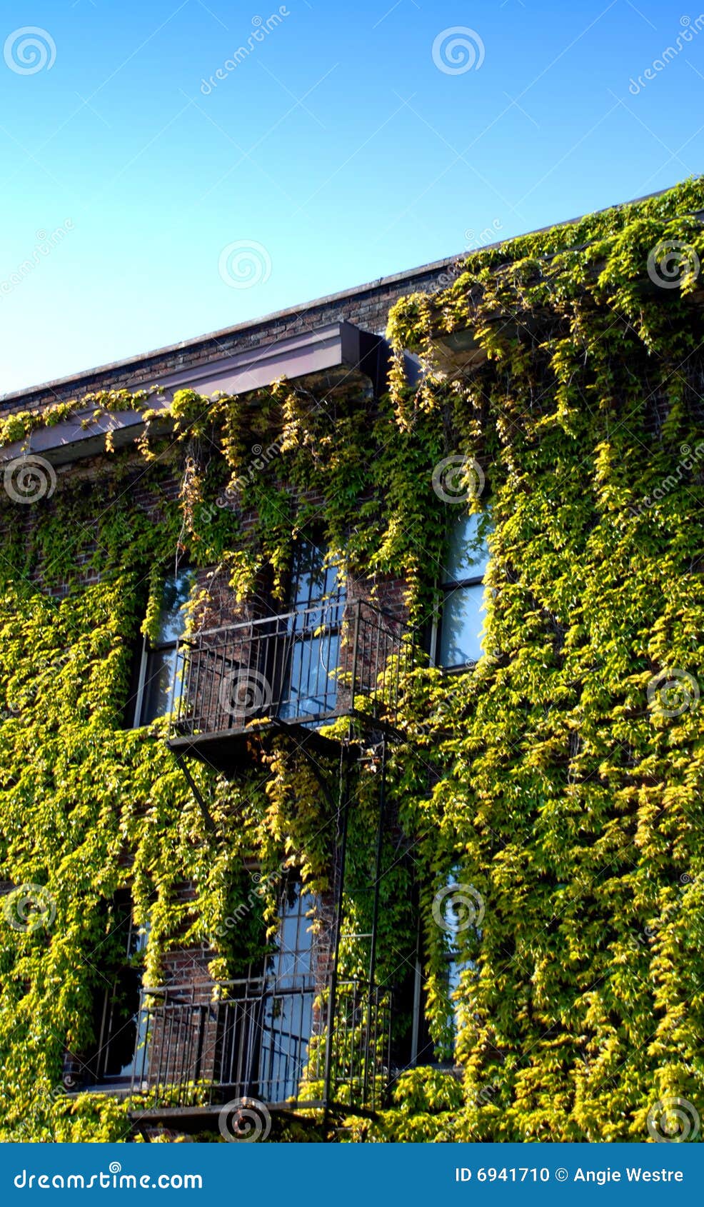 Ivy on Building stock photo. Image of climb, office, nature - 6941710