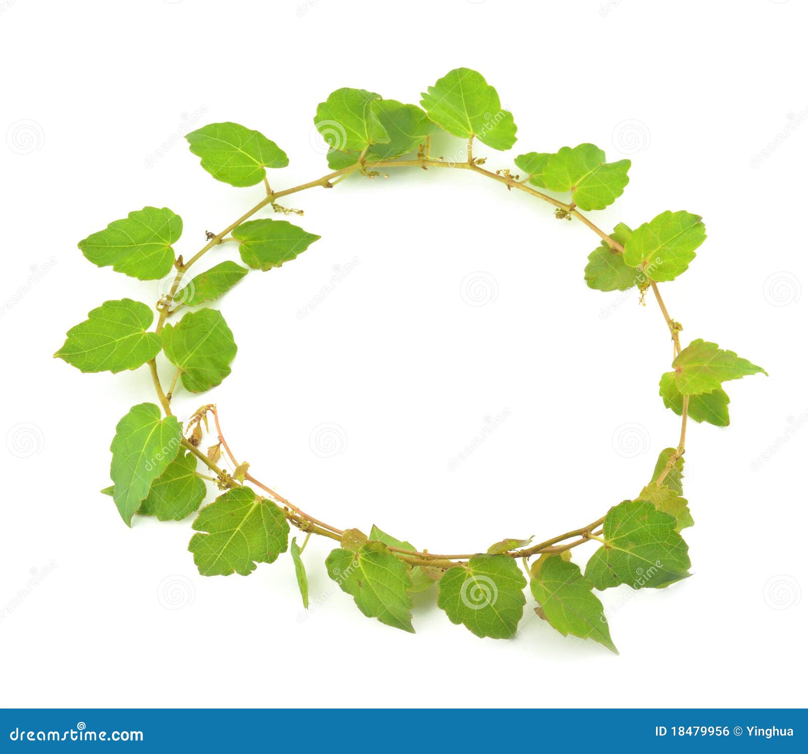 Ivy circle stock photo. Image of creeping, isolated, snaking - 18479956