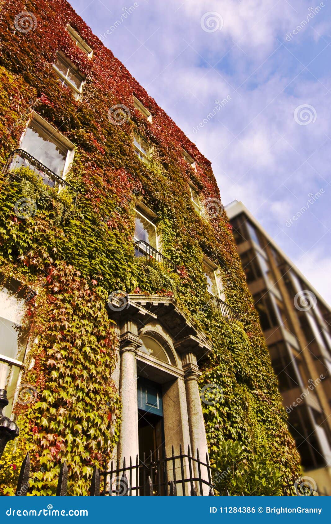 Ivy clad building stock photo. Image of leaves, view - 11284386
