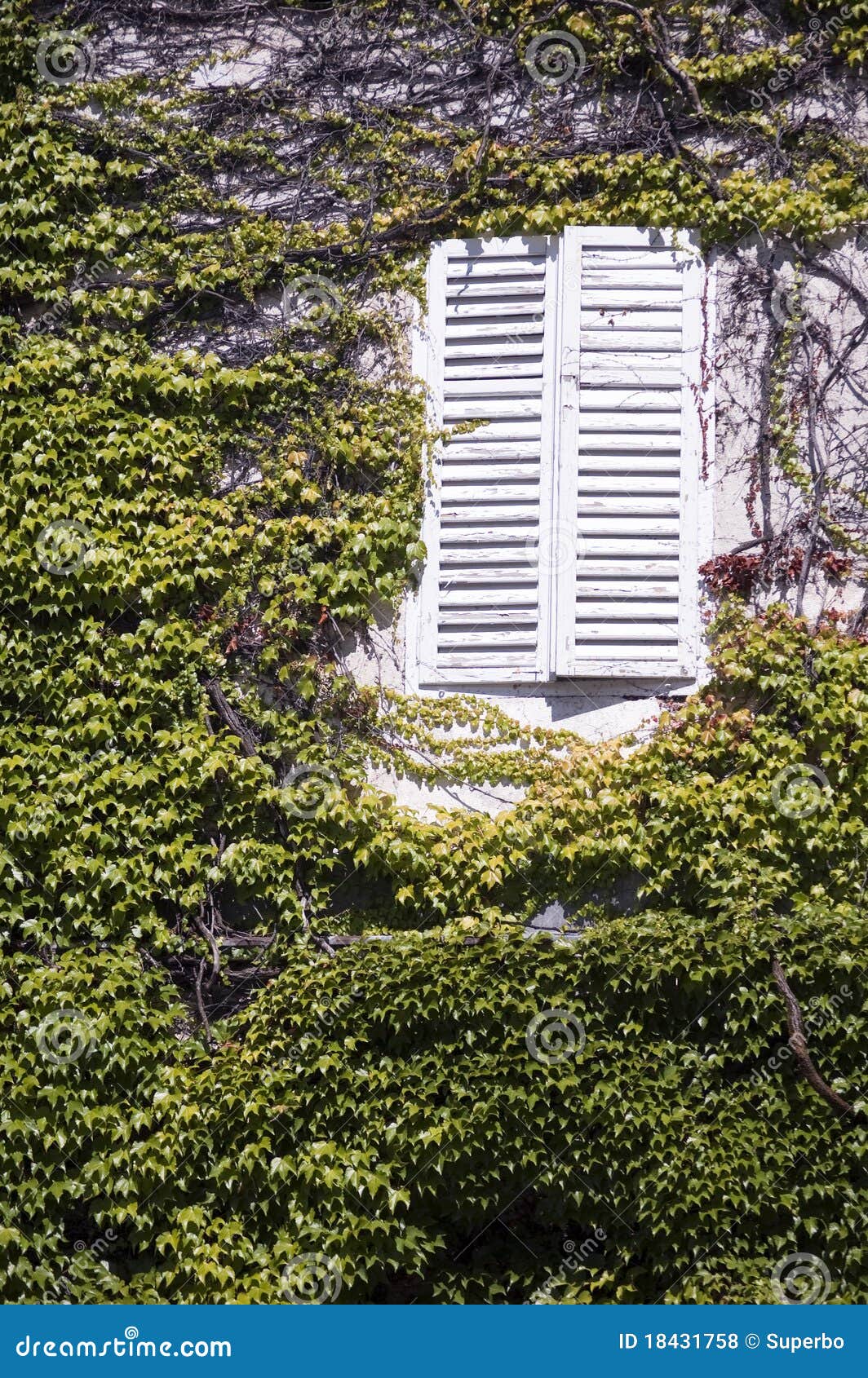 Ivy Clad House, White Window Stock Photo - Image of architecture ...