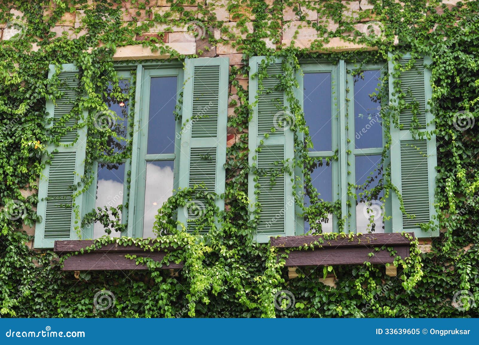 Ivy Clad on Walls and Windows Stock Image - Image of natural, nature ...