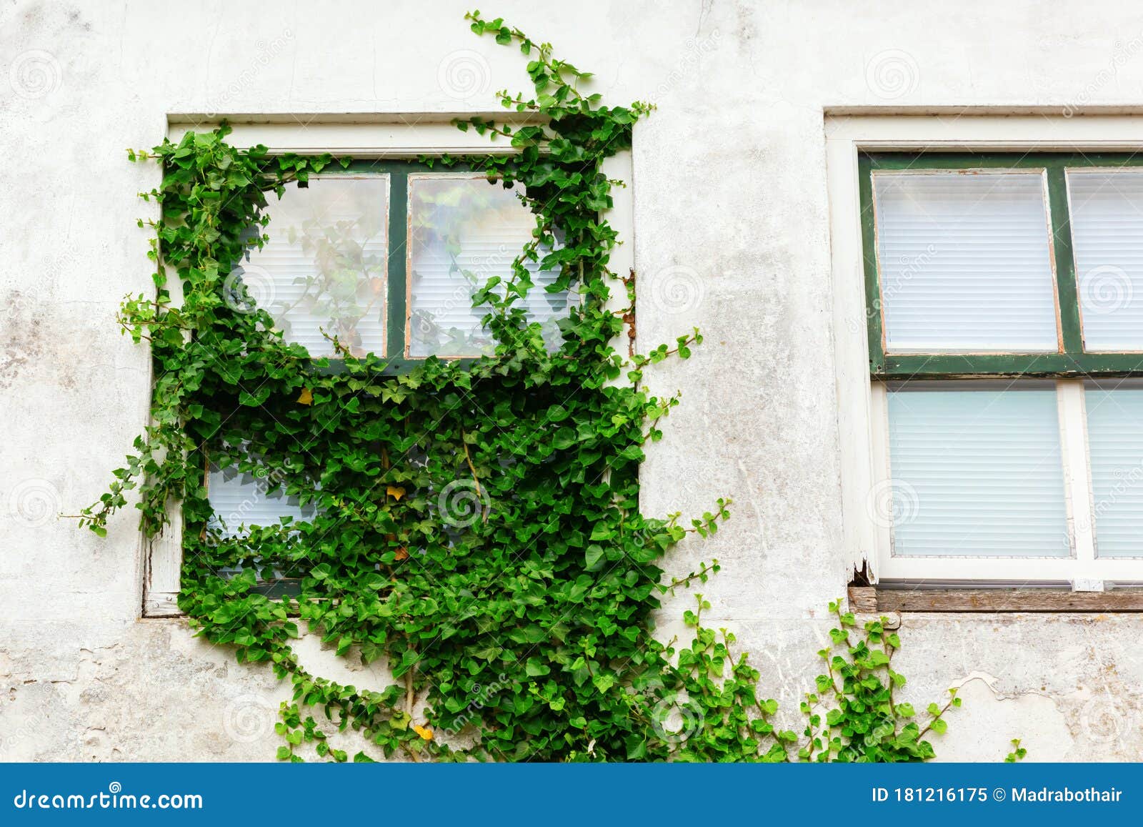 Ivy Clad Window at an Old House Stock Image - Image of architecture ...