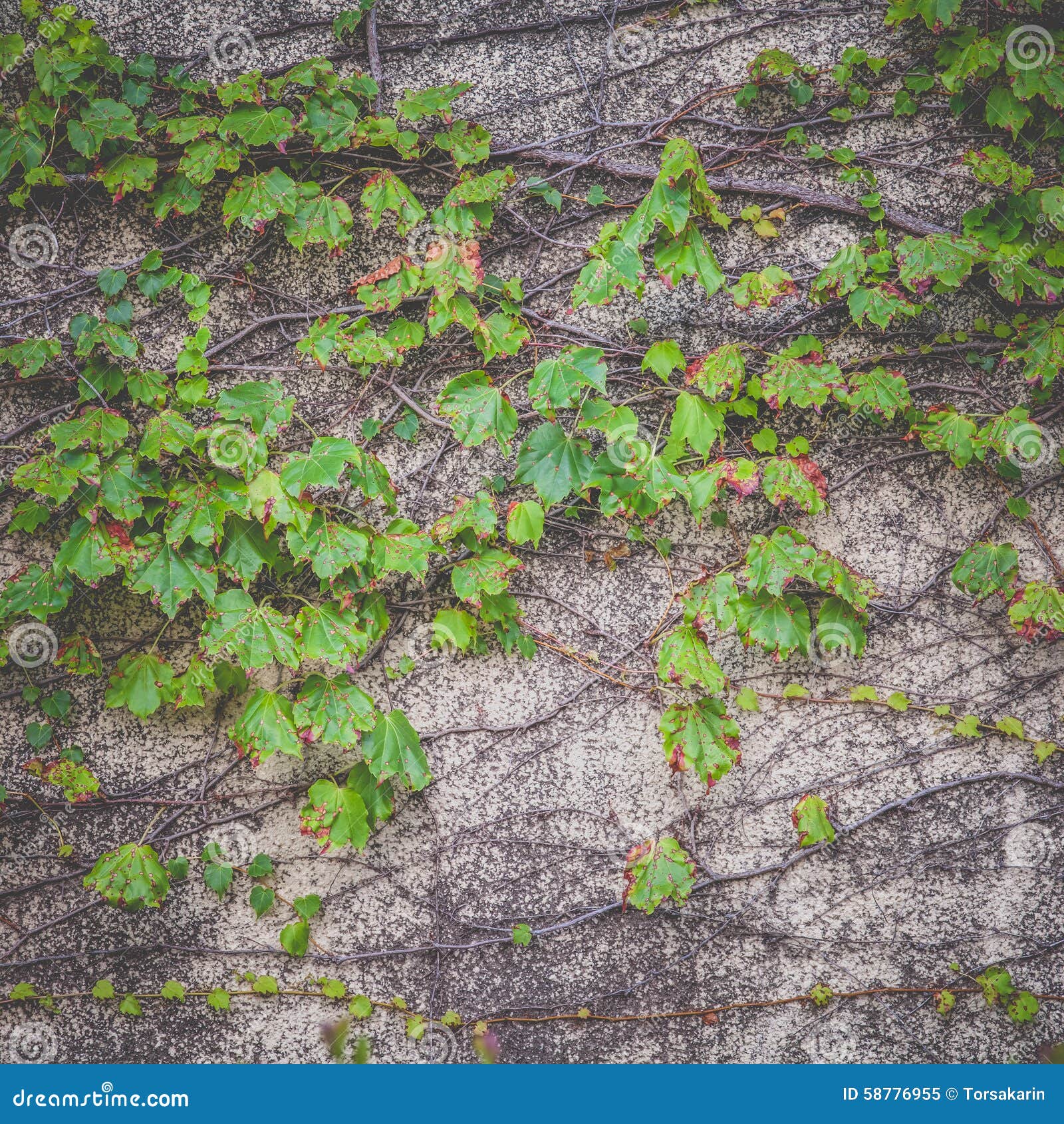 Ivy climber stock image. Image of living, outdoor, climbering - 58776955