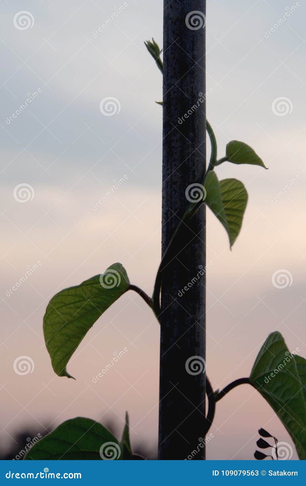 Ivy Climbing To Bamboo Pole Stock Image - Image of nature, closeup ...