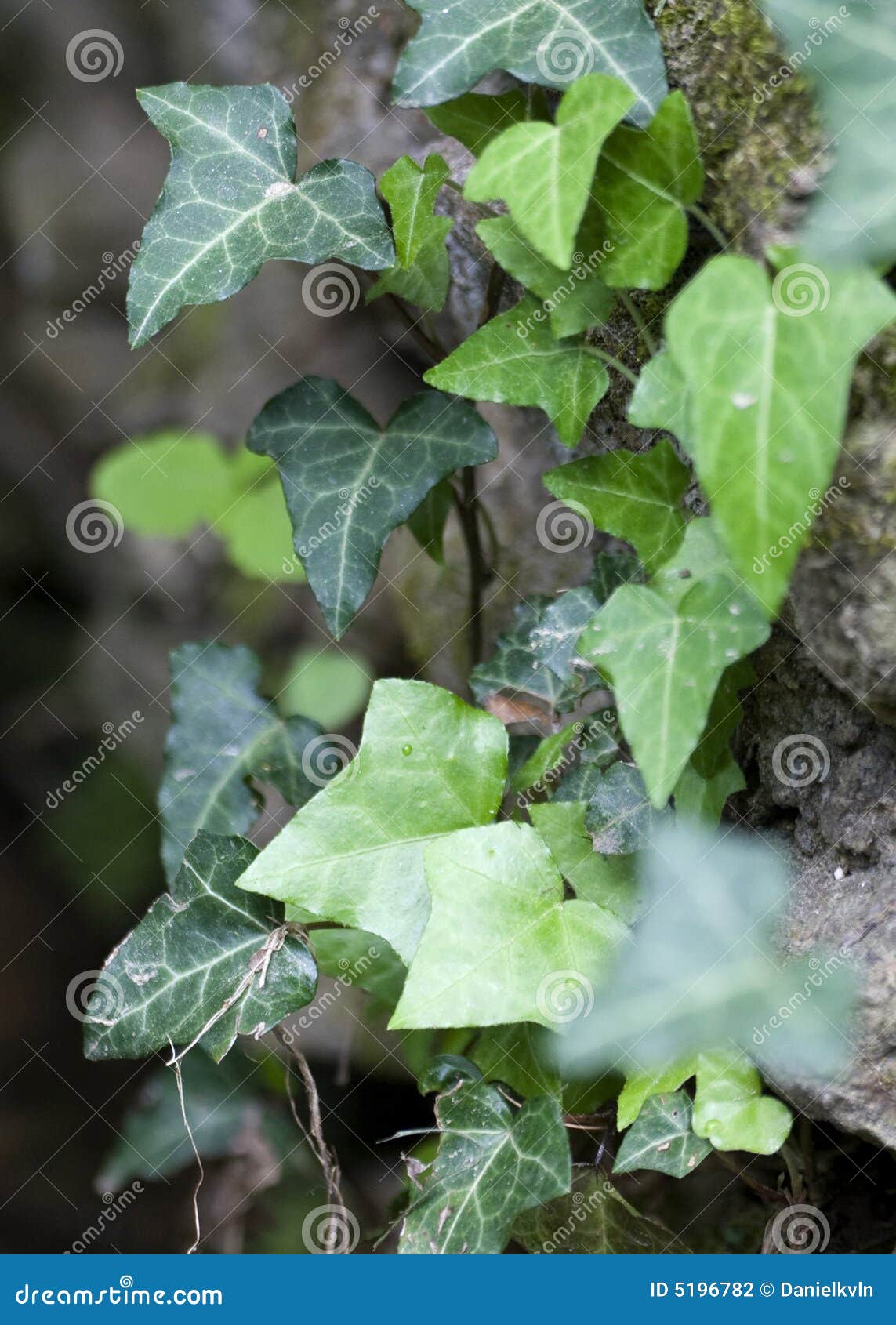 Ivy climbing up rocks stock photo. Image of color, vine - 5196782