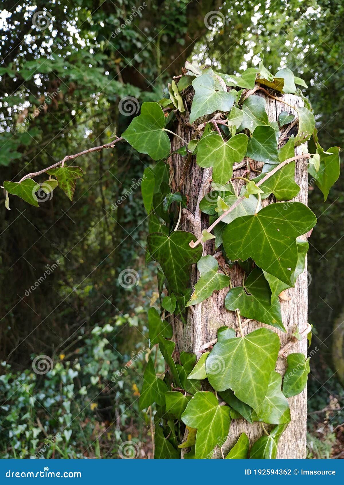 Ivy on a Wooden Fence Post - 2 Stock Photo - Image of climb, bush ...