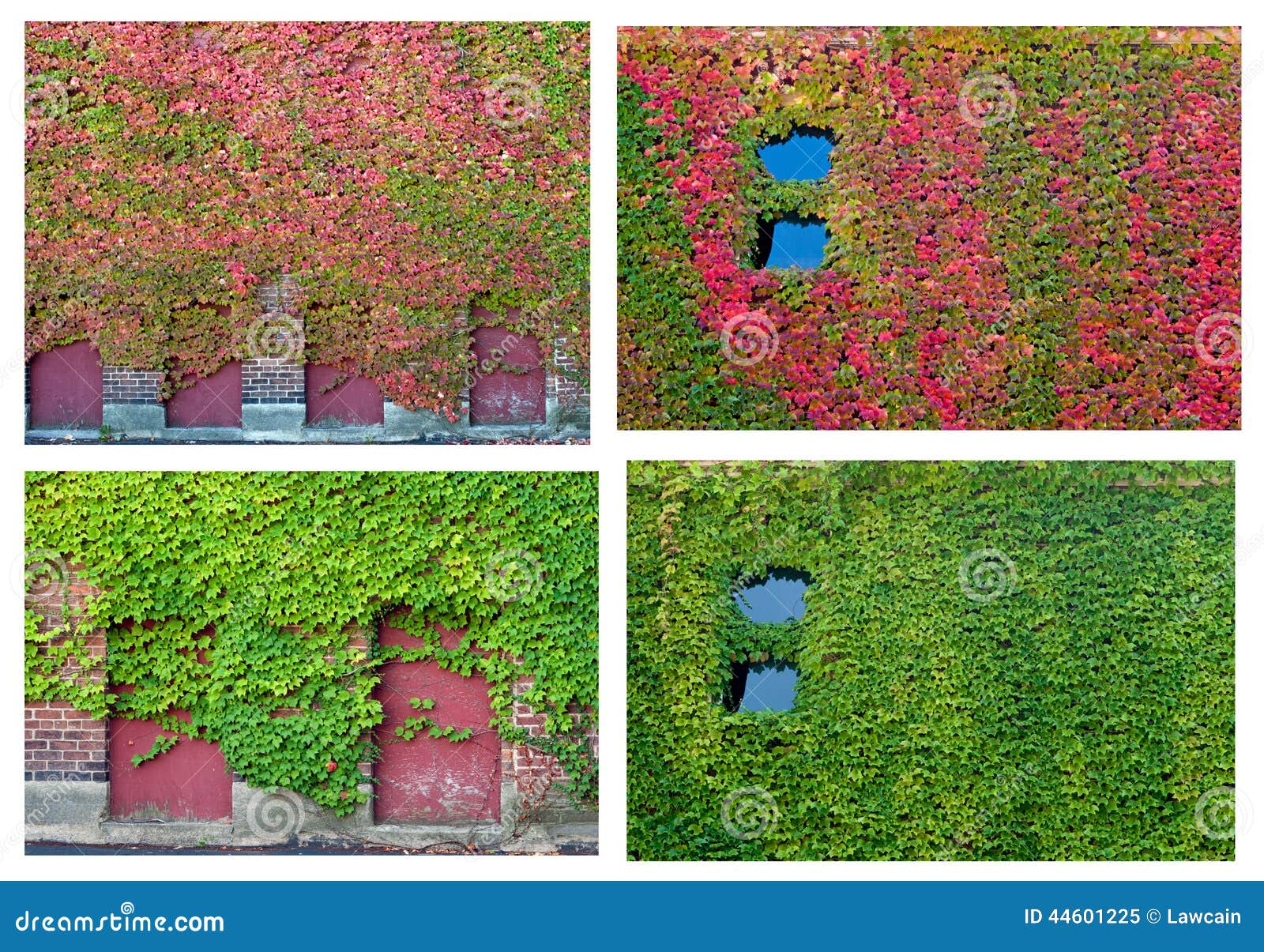 Ivy Collage stock image. Image of colors, cover, entwine - 44601225