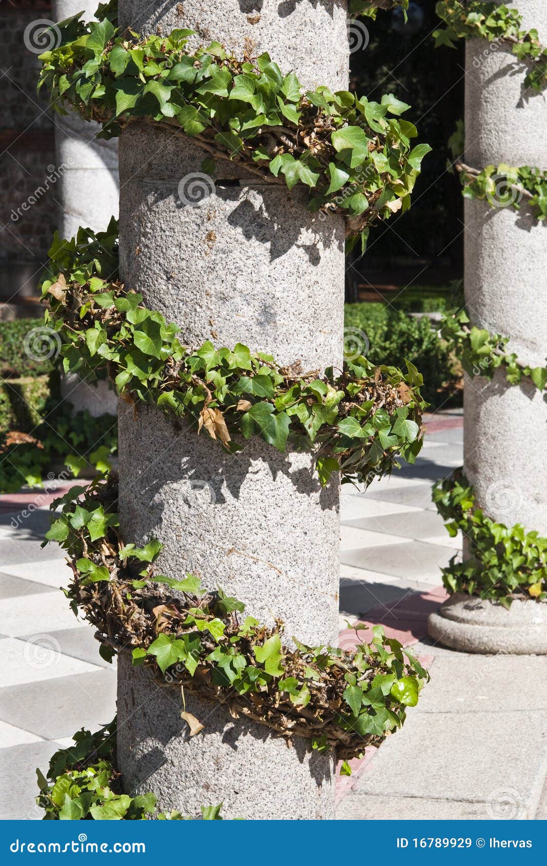 Ivy on column (I) stock image. Image of green, gardening - 16789929