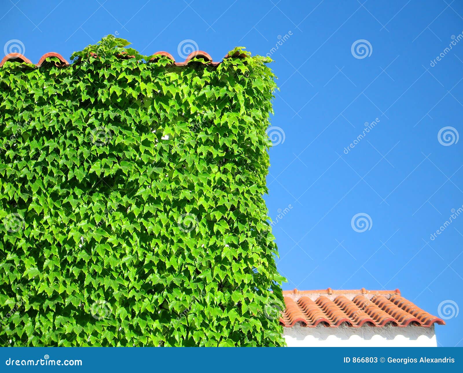 Ivy-Covered Building Detail Stock Image - Image of house, roof: 866803
