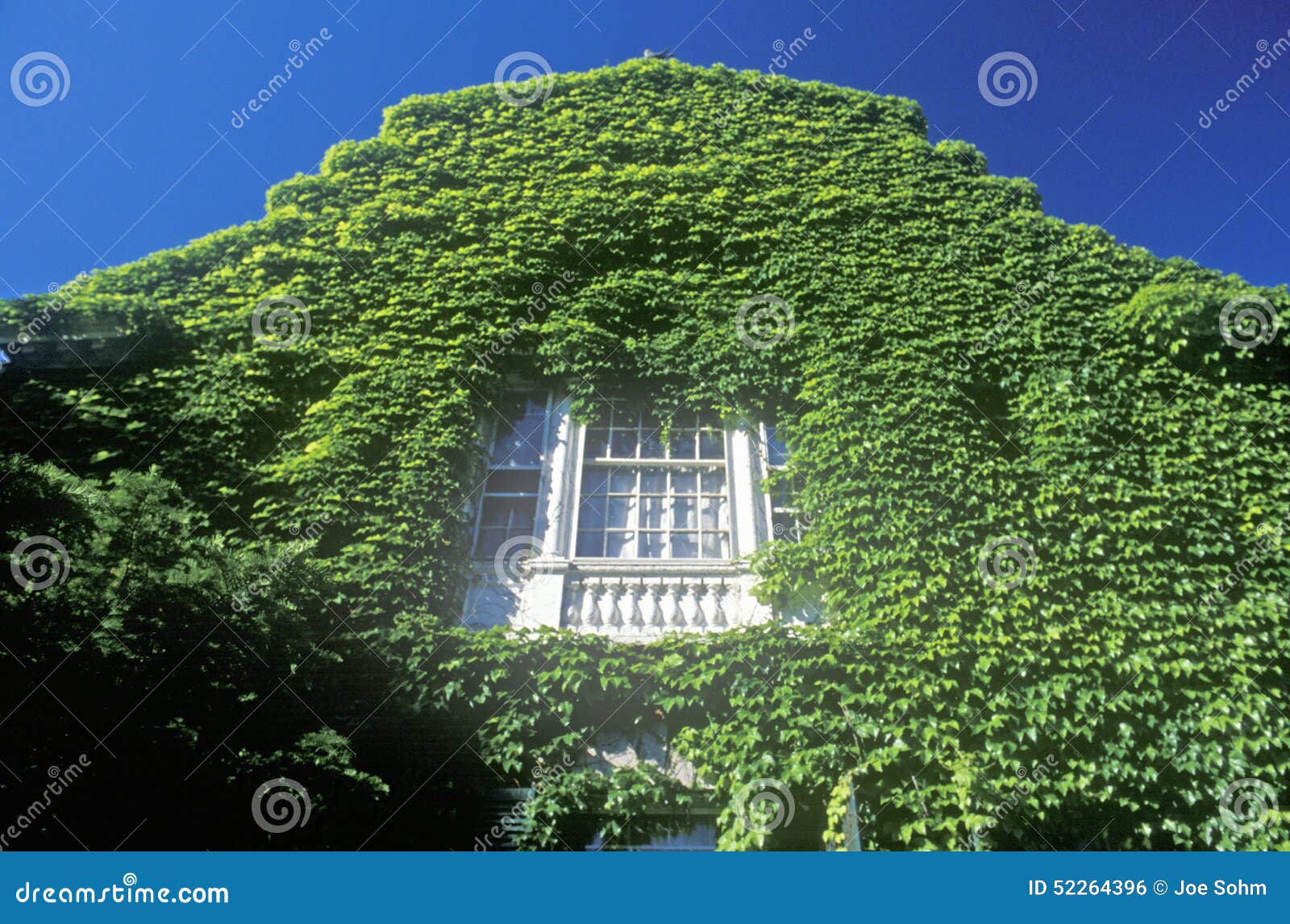 Ivy Covered Building, Harvard University, Cambridge, Massachusetts ...