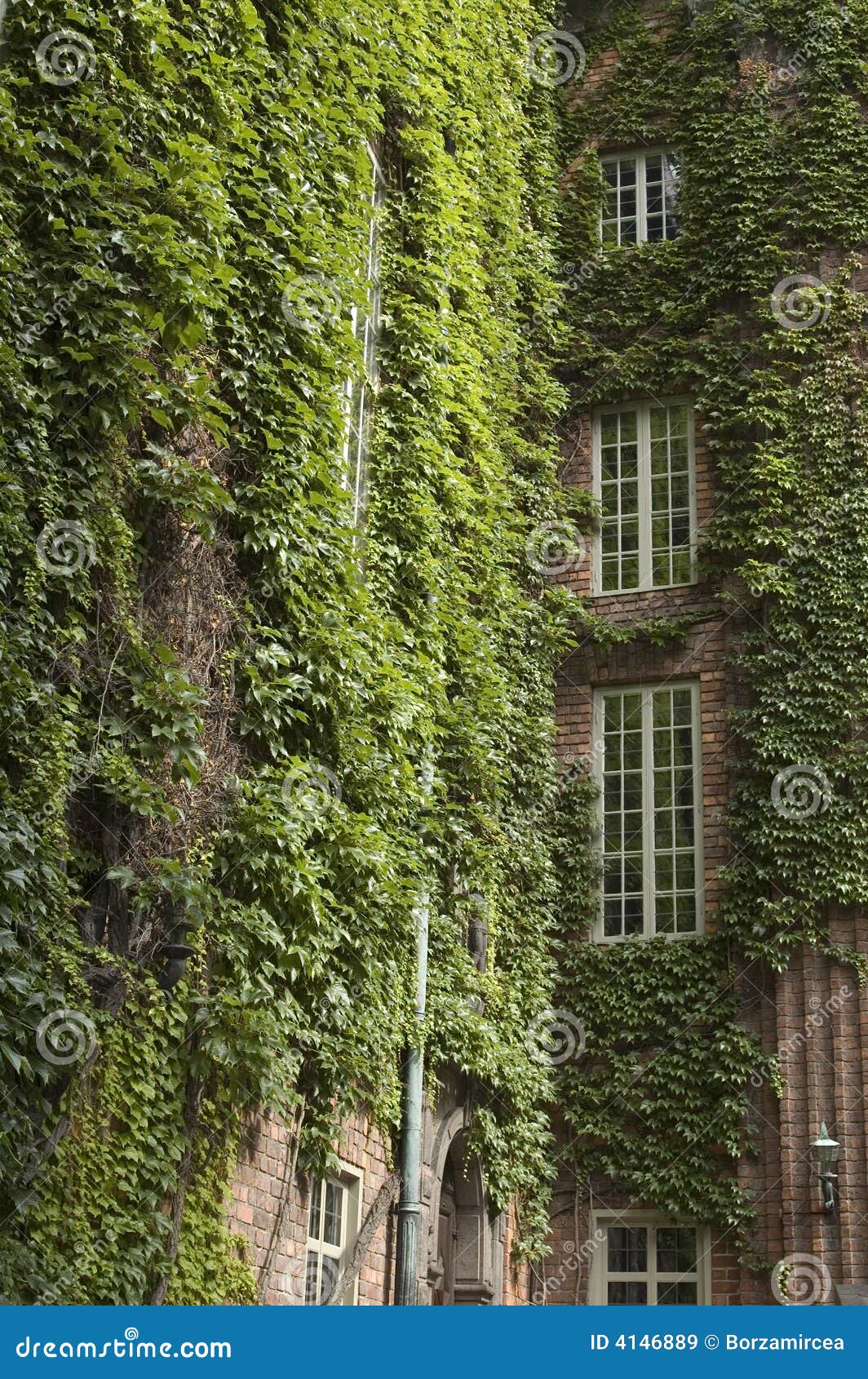 Ivy covered buildings stock image. Image of background - 4146889