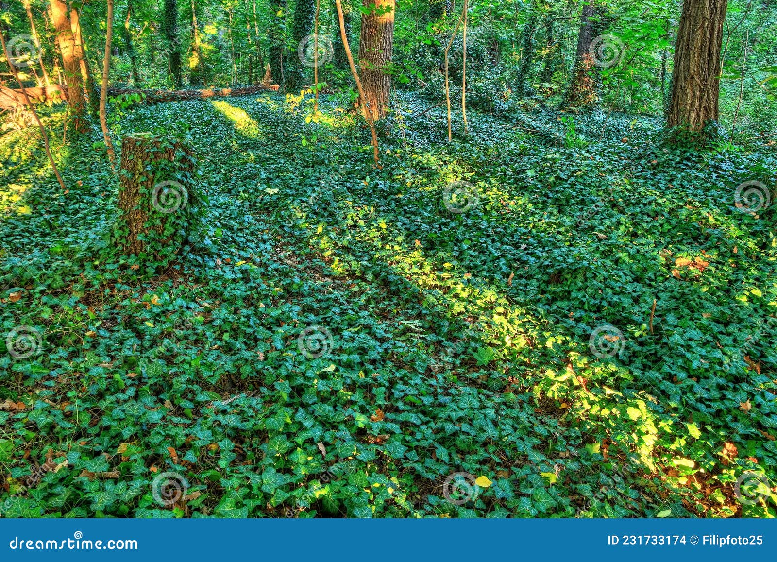 Ivy covered forest stock photo. Image of wood, covered - 231733174
