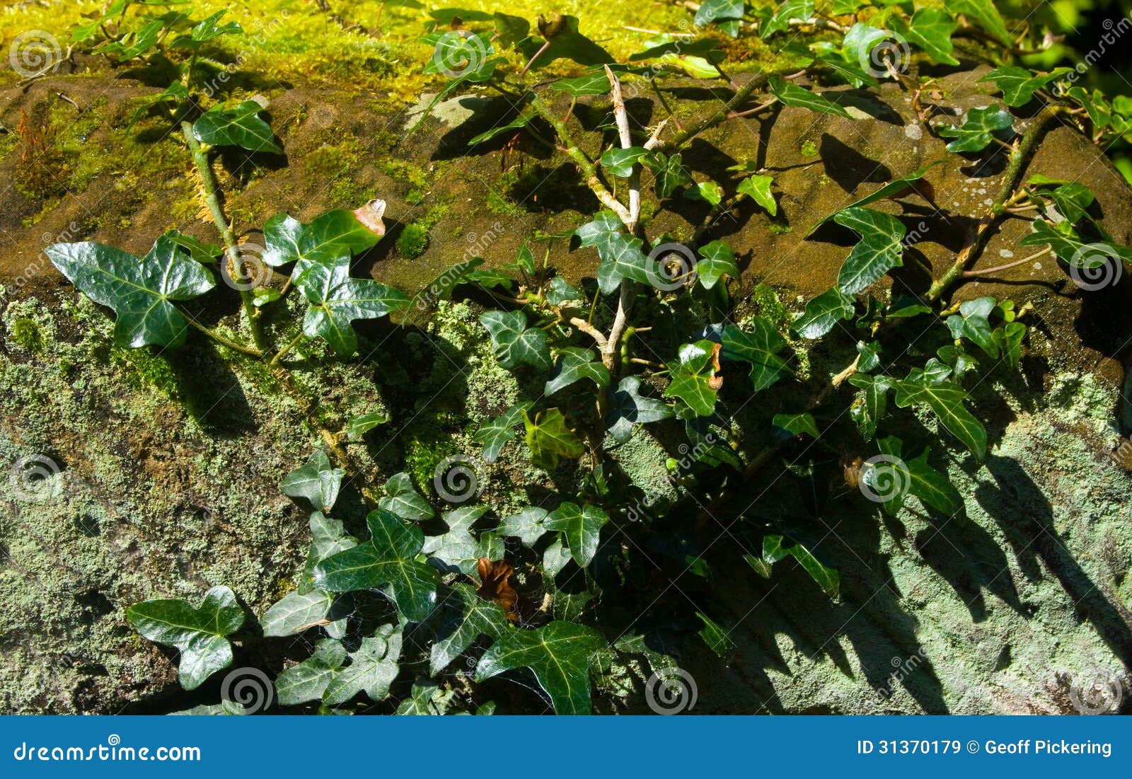 Ivy Covered Rock stock image. Image of plant, cover, cling - 31370179