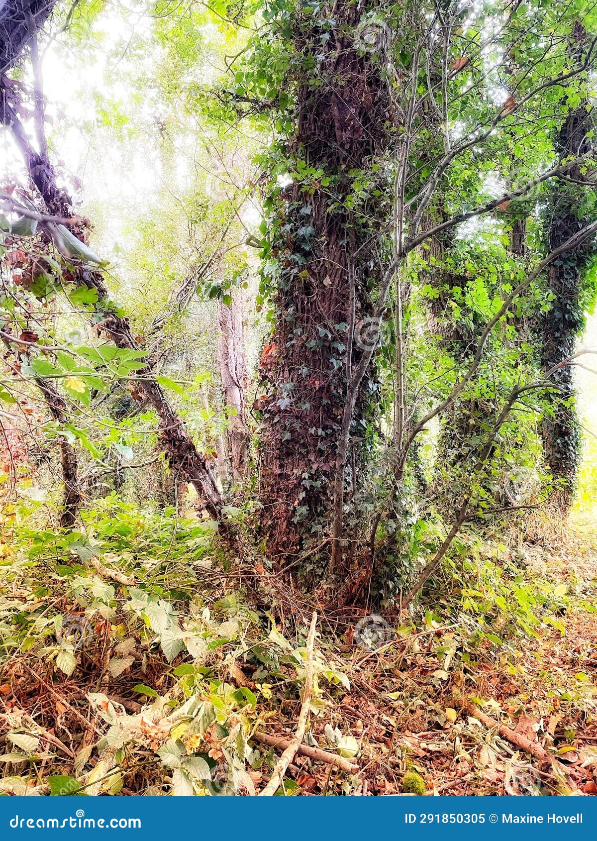 Ivy Covered Trees in the Forest Stock Image - Image of silhouette ...