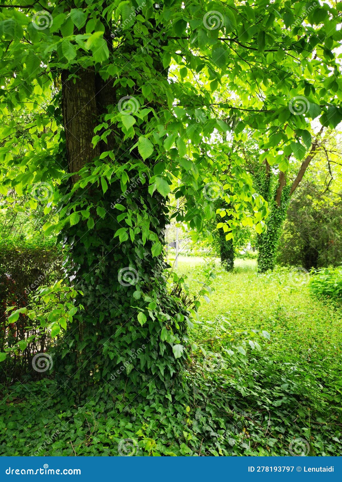 Ivy Covered Trees in the Spring Season Stock Image - Image of covered ...