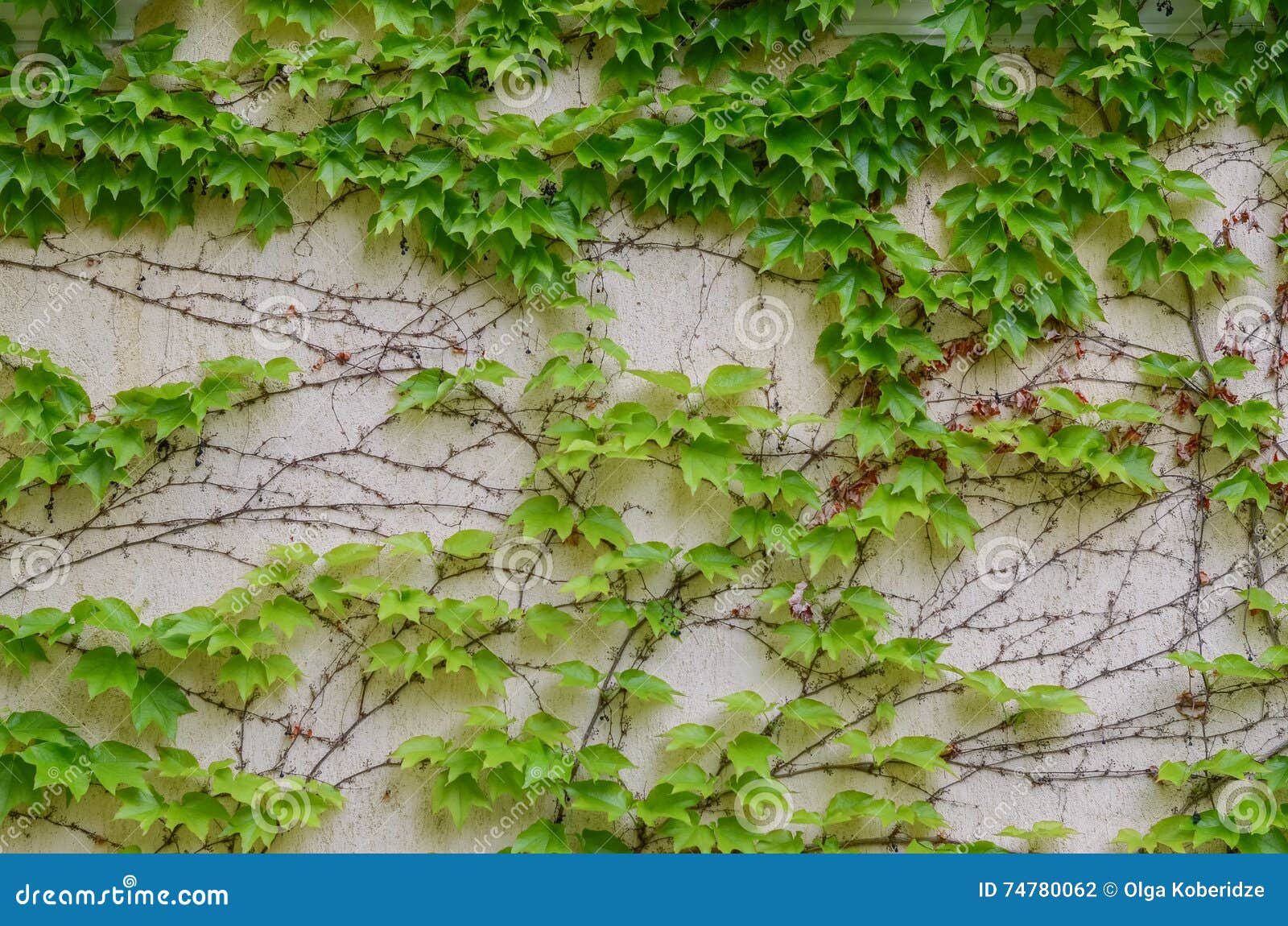 Ivy-covered wall in spring stock photo. Image of decorative - 74780062