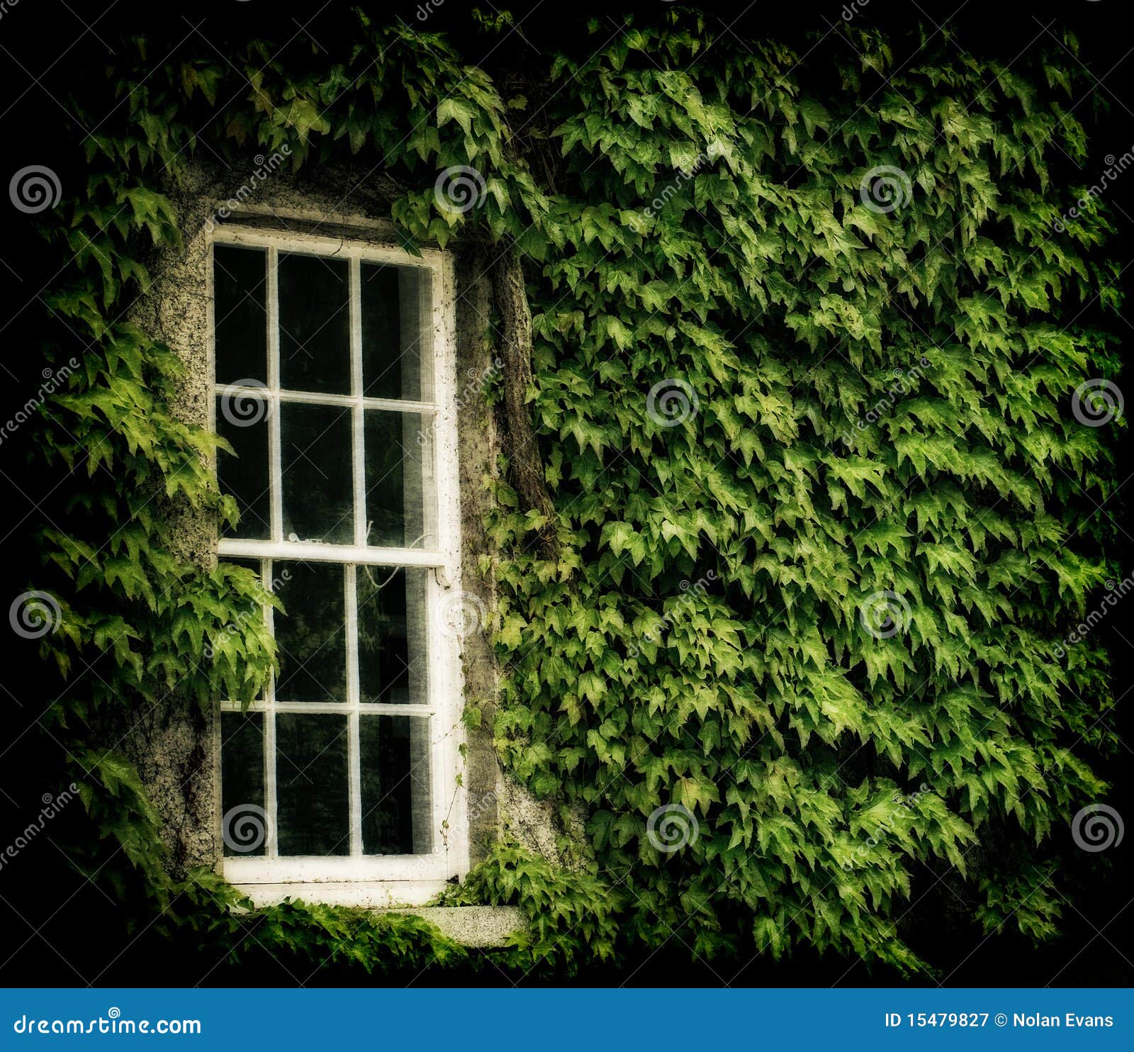 Ivy Covered window stock image. Image of detailed, stained - 15479827