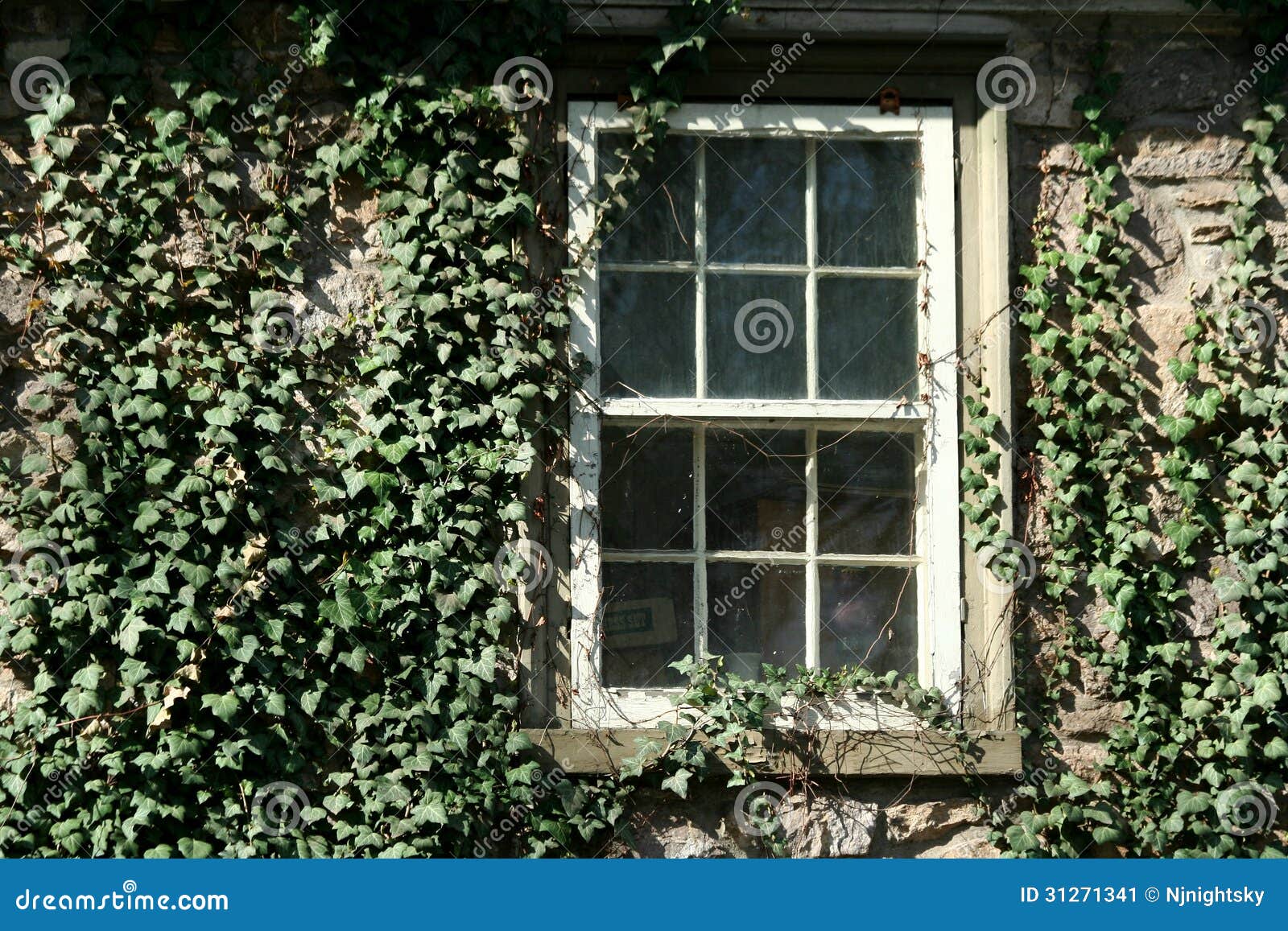 Ivy covered window stock image. Image of green, plant - 31271341