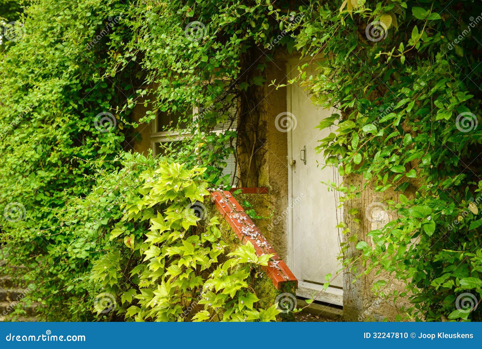 Ivy covering a house stock photo. Image of covering, entrance - 32247810