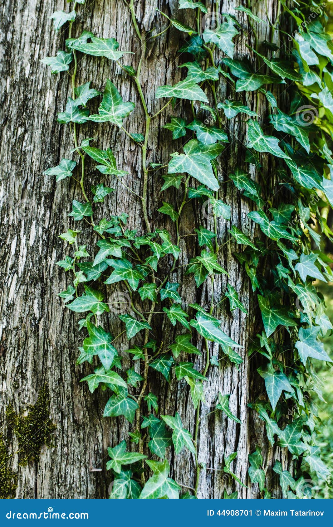 Ivy covering an old tree stock image. Image of bark, natural - 44908701