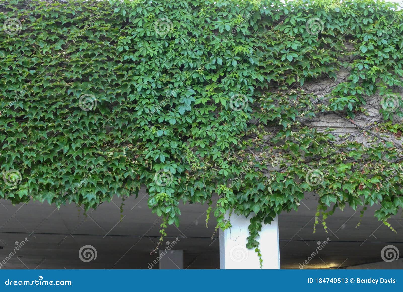 Ivy Covered Wall on Columns Stock Image - Image of wall, covered: 184740513