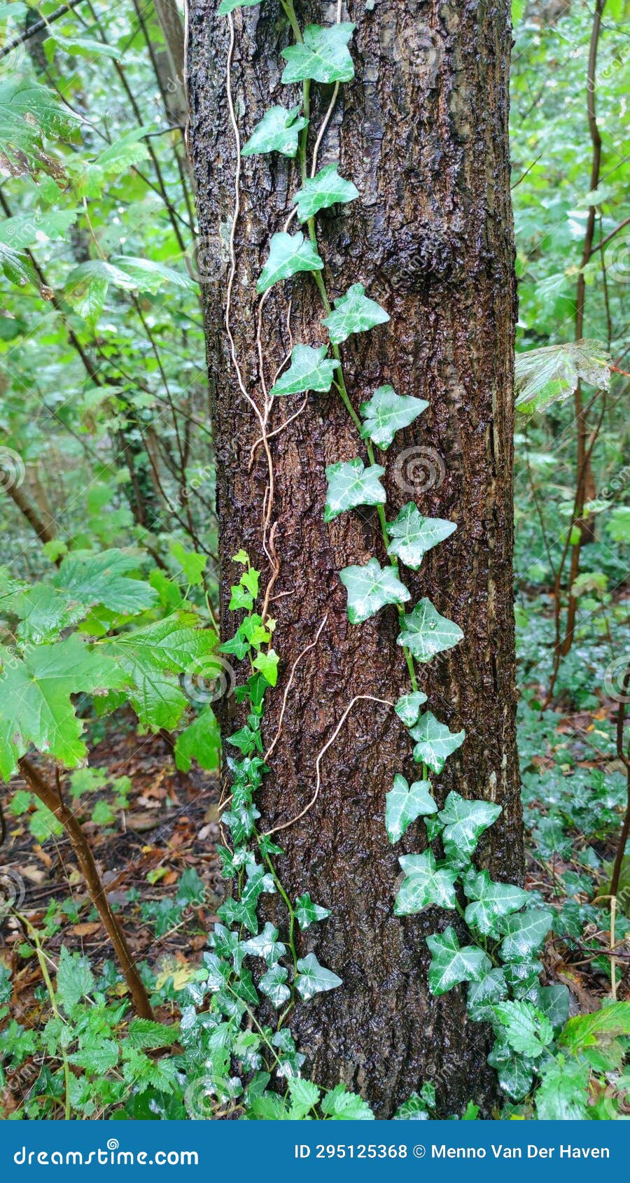 Ivy is Crawling Up the Trunk of a Tree Stock Photo - Image of climbing ...