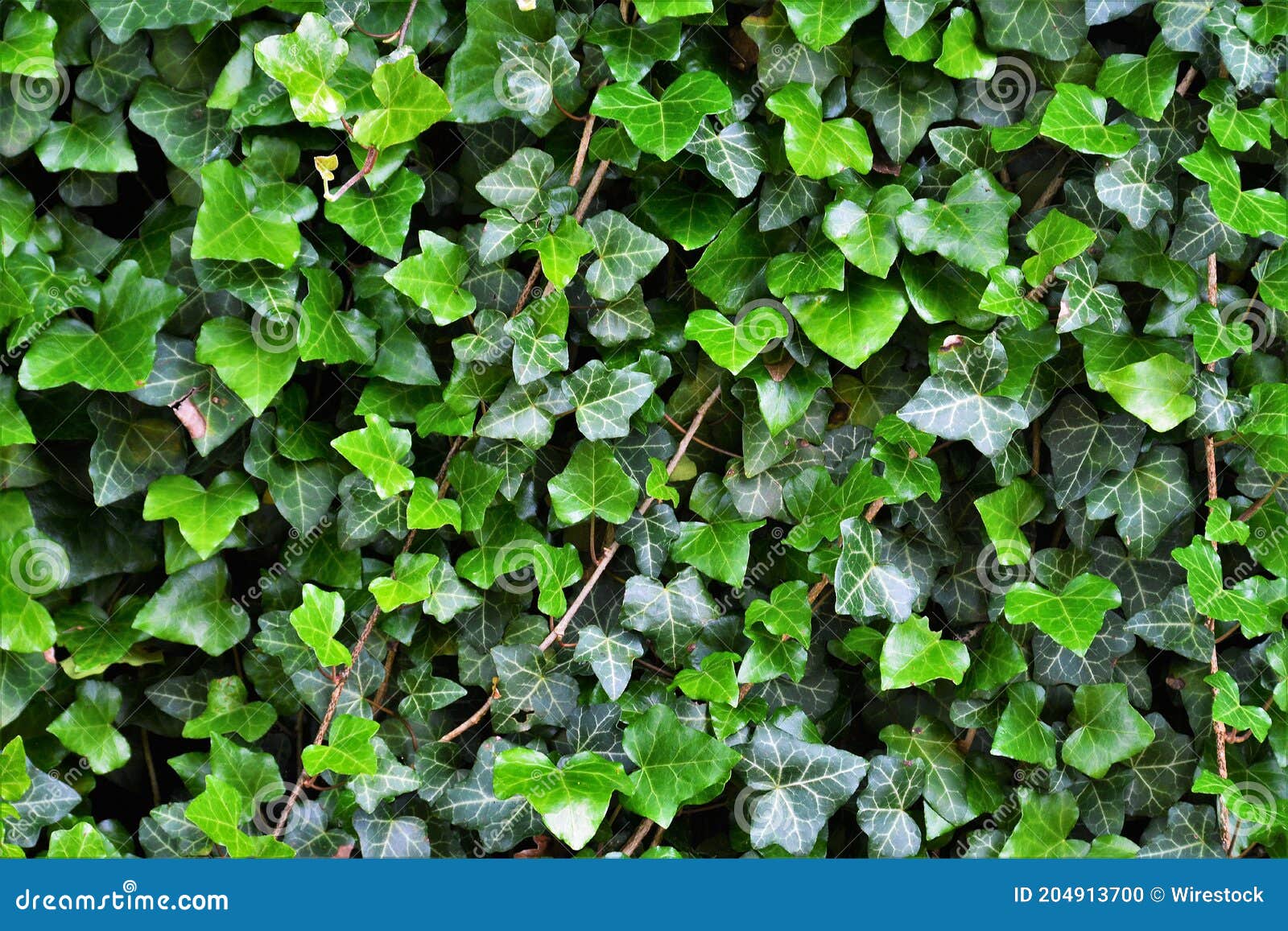Ivy curtain on a wall stock photo. Image of antique - 204913700