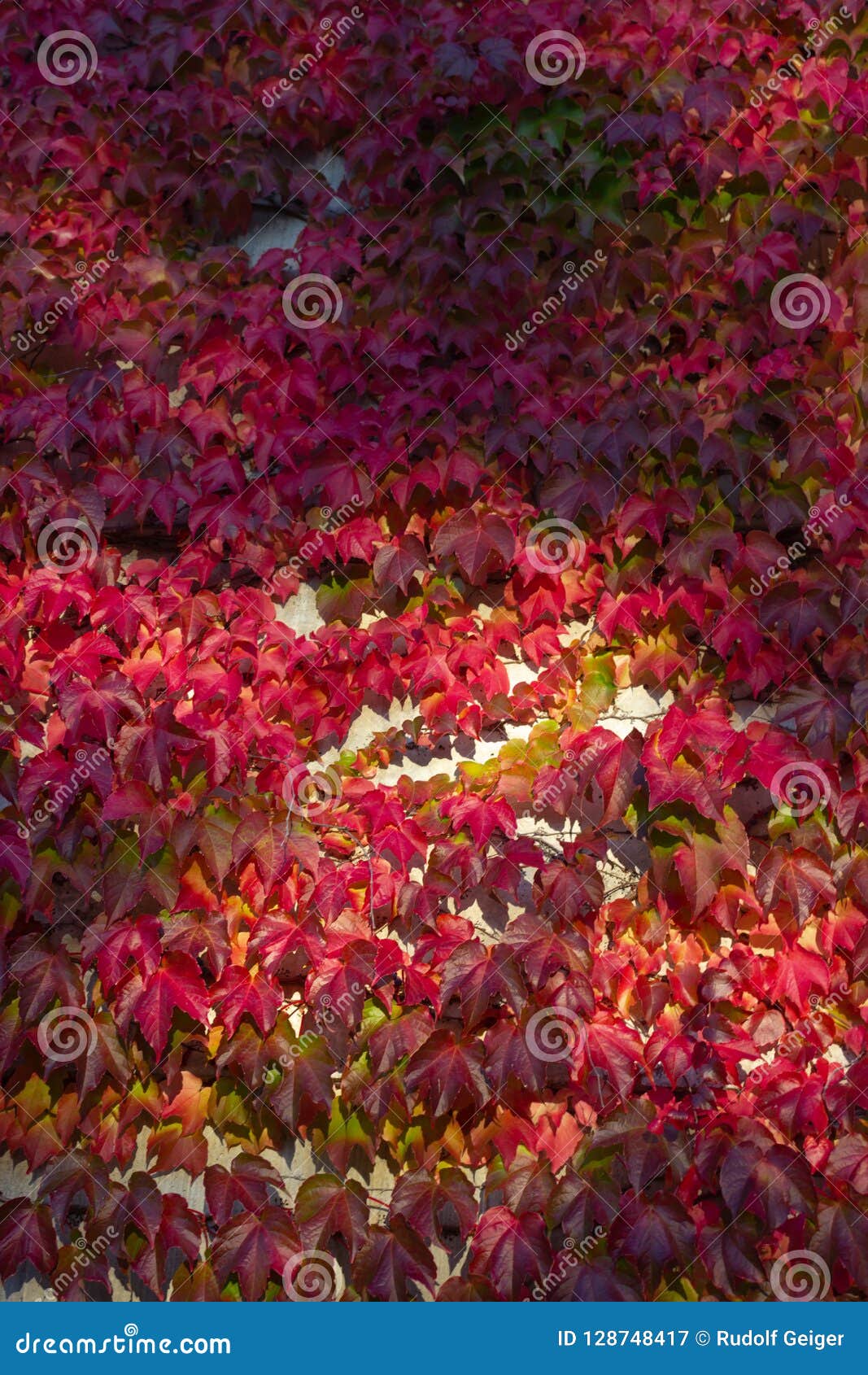 Ivy Fall Leaves on Concrete Wall Stock Image - Image of fresh, wall ...
