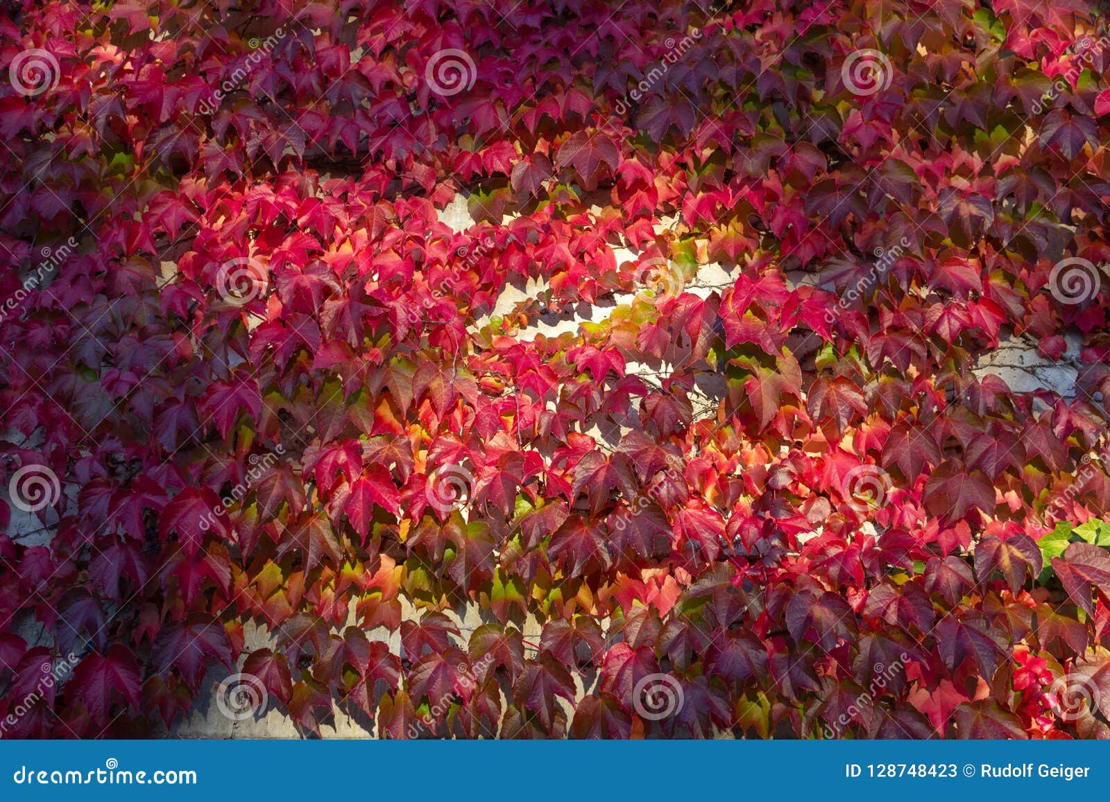 Ivy Fall Leaves on Concrete Wall Stock Image - Image of foliage ...