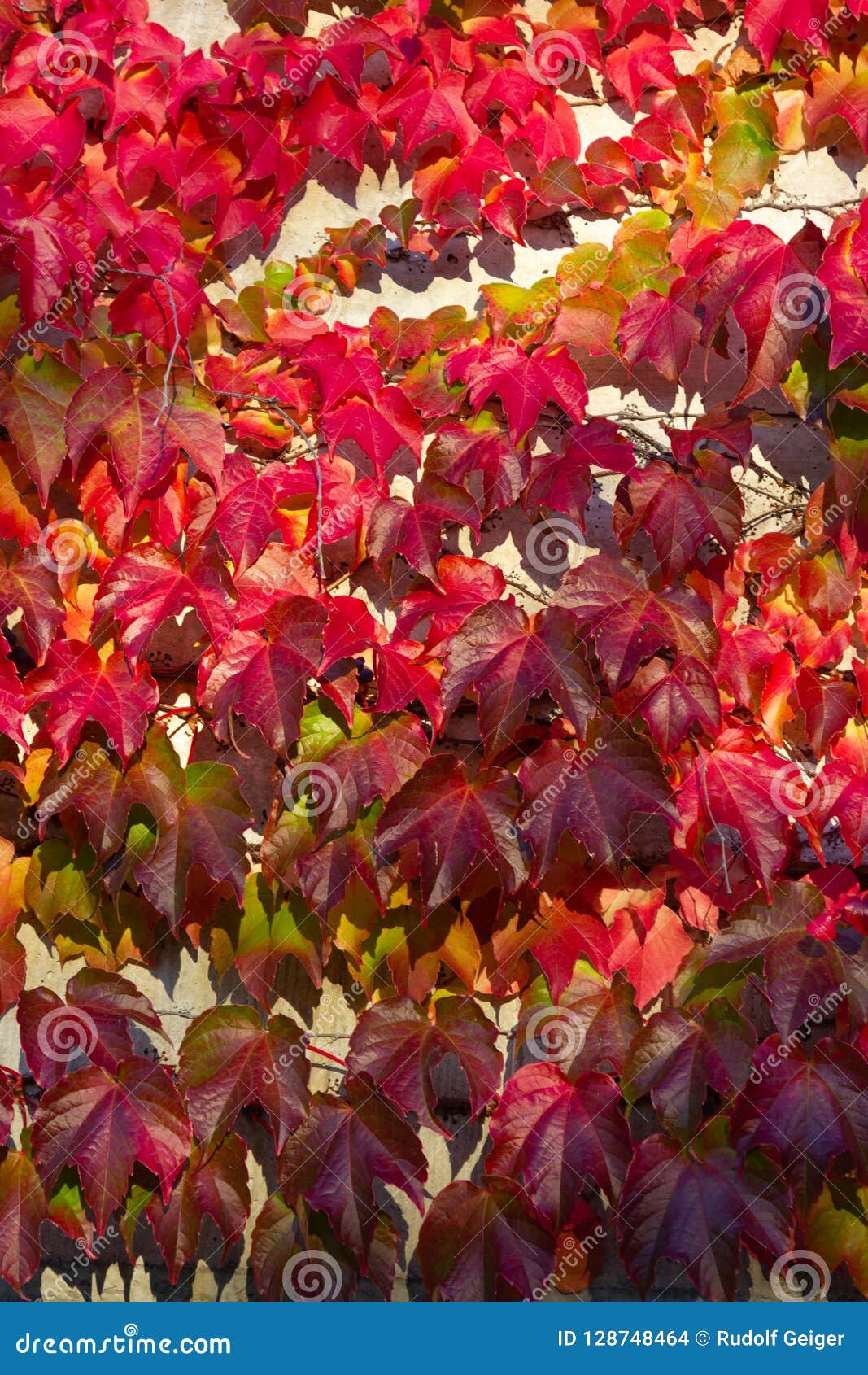 Ivy Fall Leaves on Concrete Wall Stock Photo - Image of fall, nature ...
