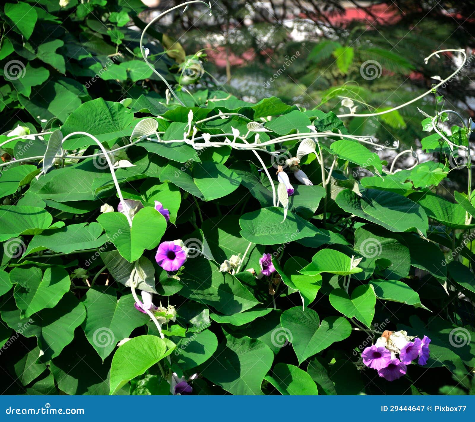 Ivy flower on tree canopy stock image. Image of life - 29444647