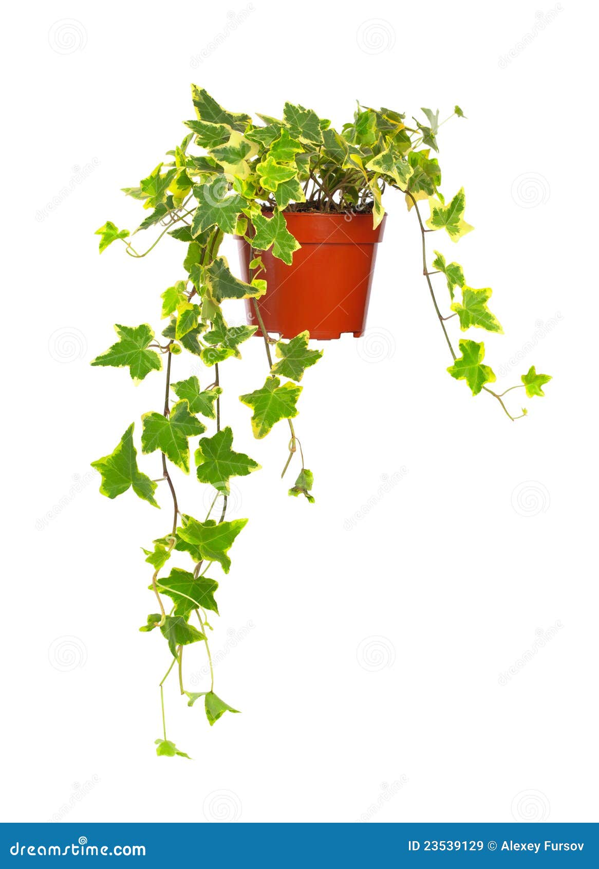 Ivy in flowerpot stock image. Image of botany, fresh - 23539129