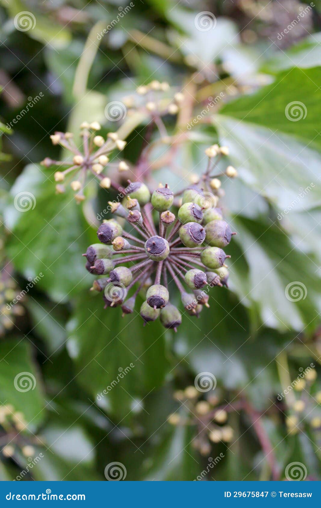 Ivy flowers stock image. Image of plant, green, purple - 29675847