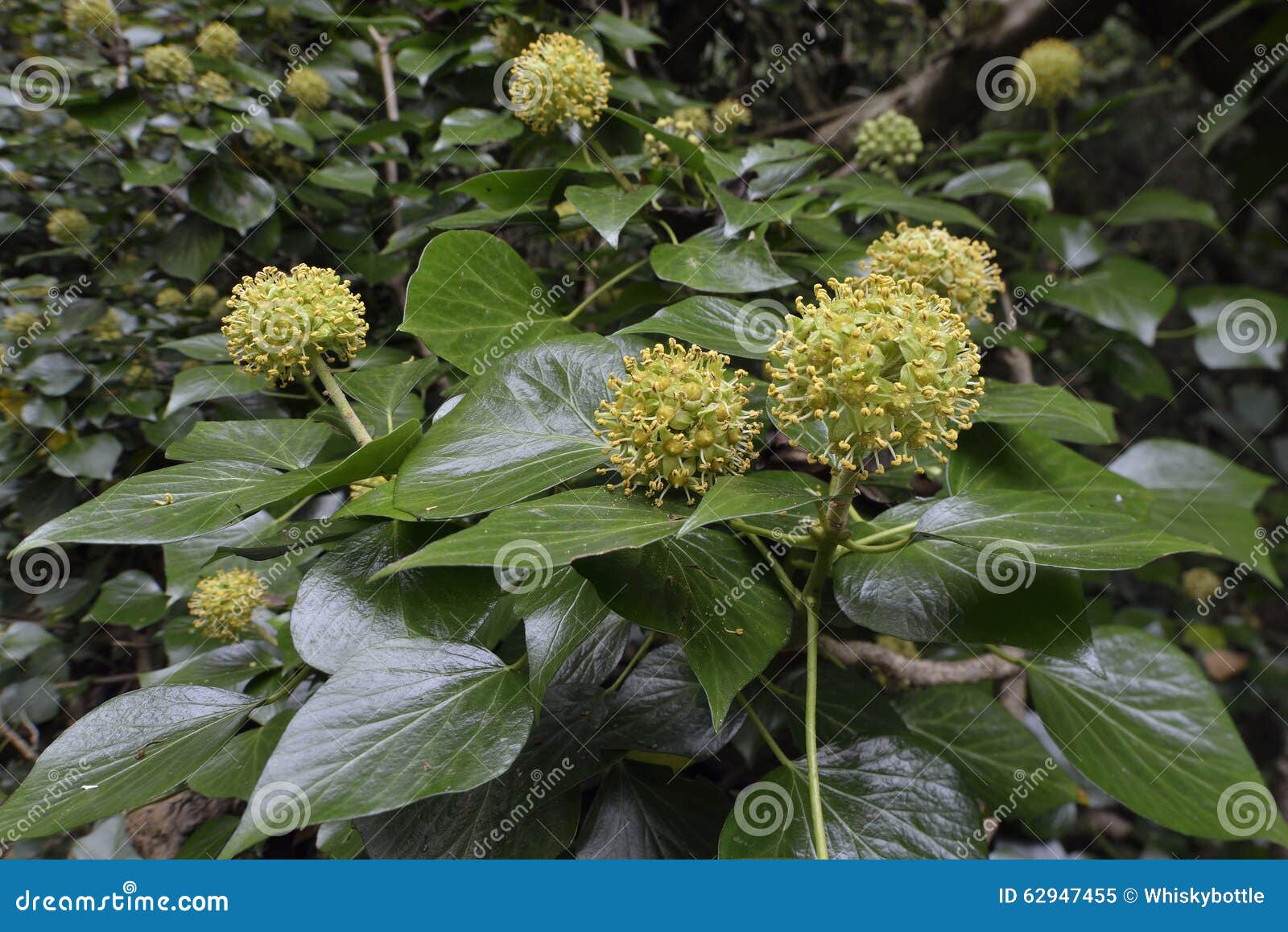 Ivy flowers stock image. Image of wild, leaves, flora - 62947455