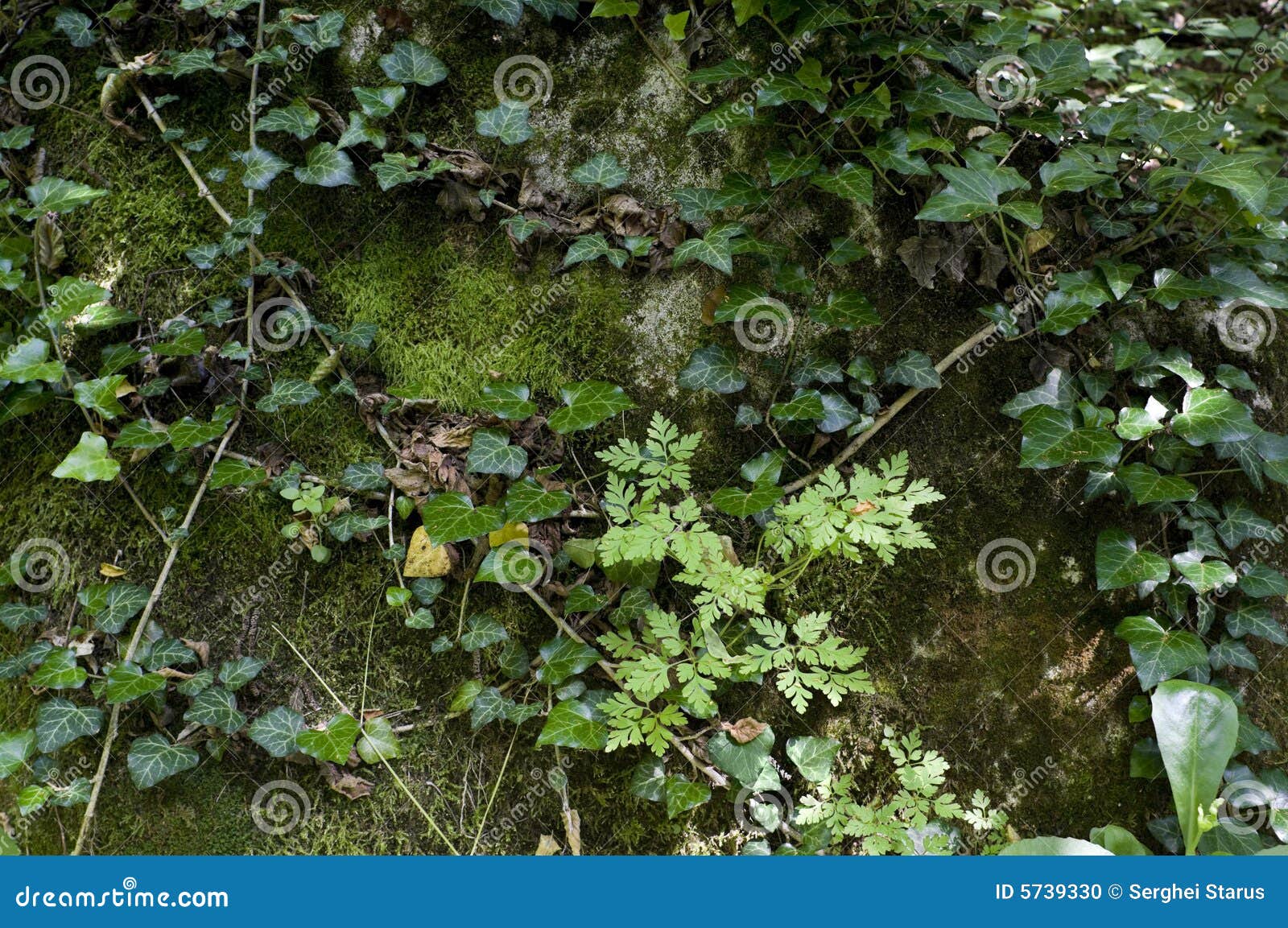 Ivy forest stock photo. Image of detail, flora, vibrant - 5739330