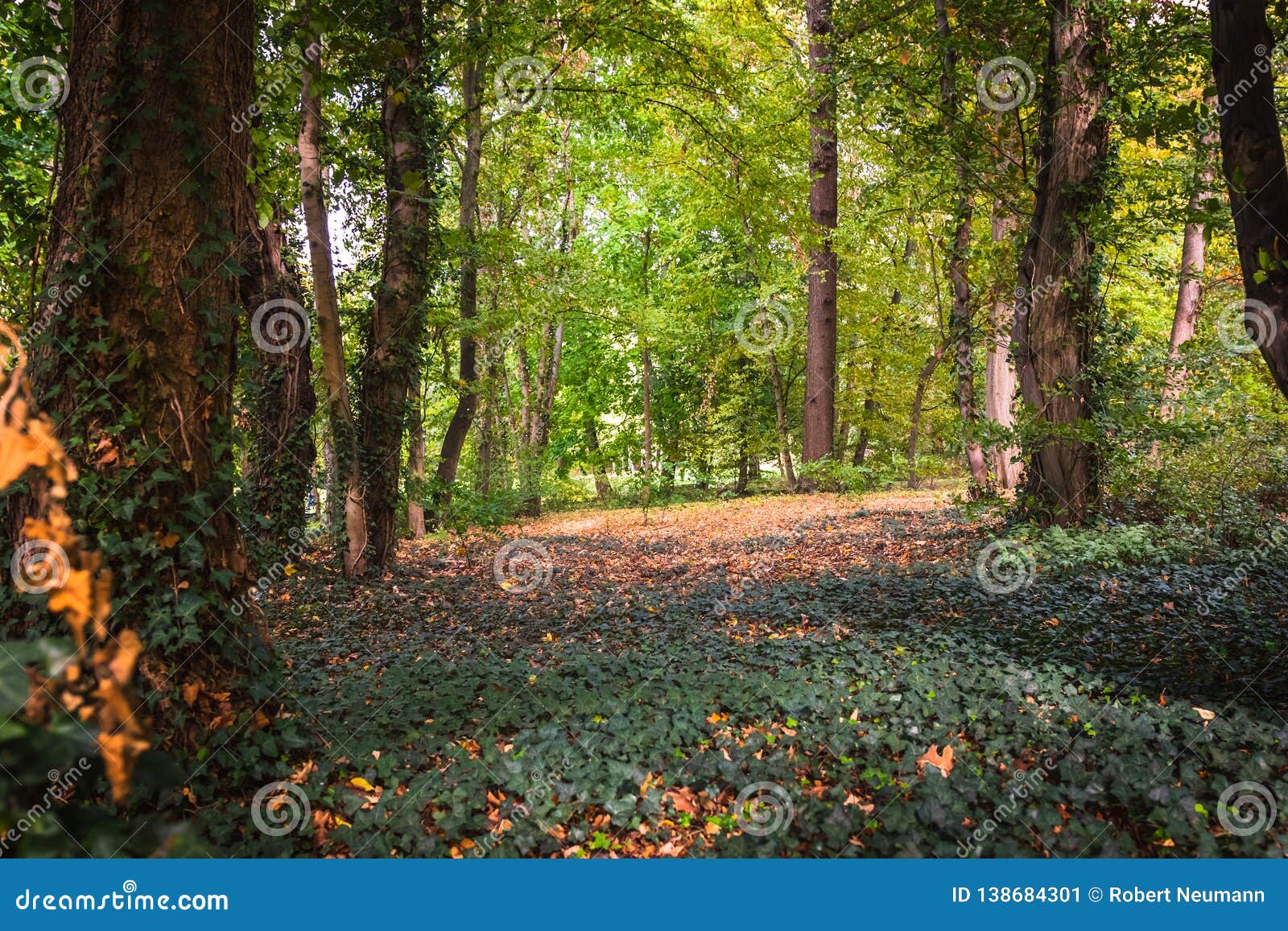 Ivy forest stock image. Image of boondocks, fall, hiking - 138684301