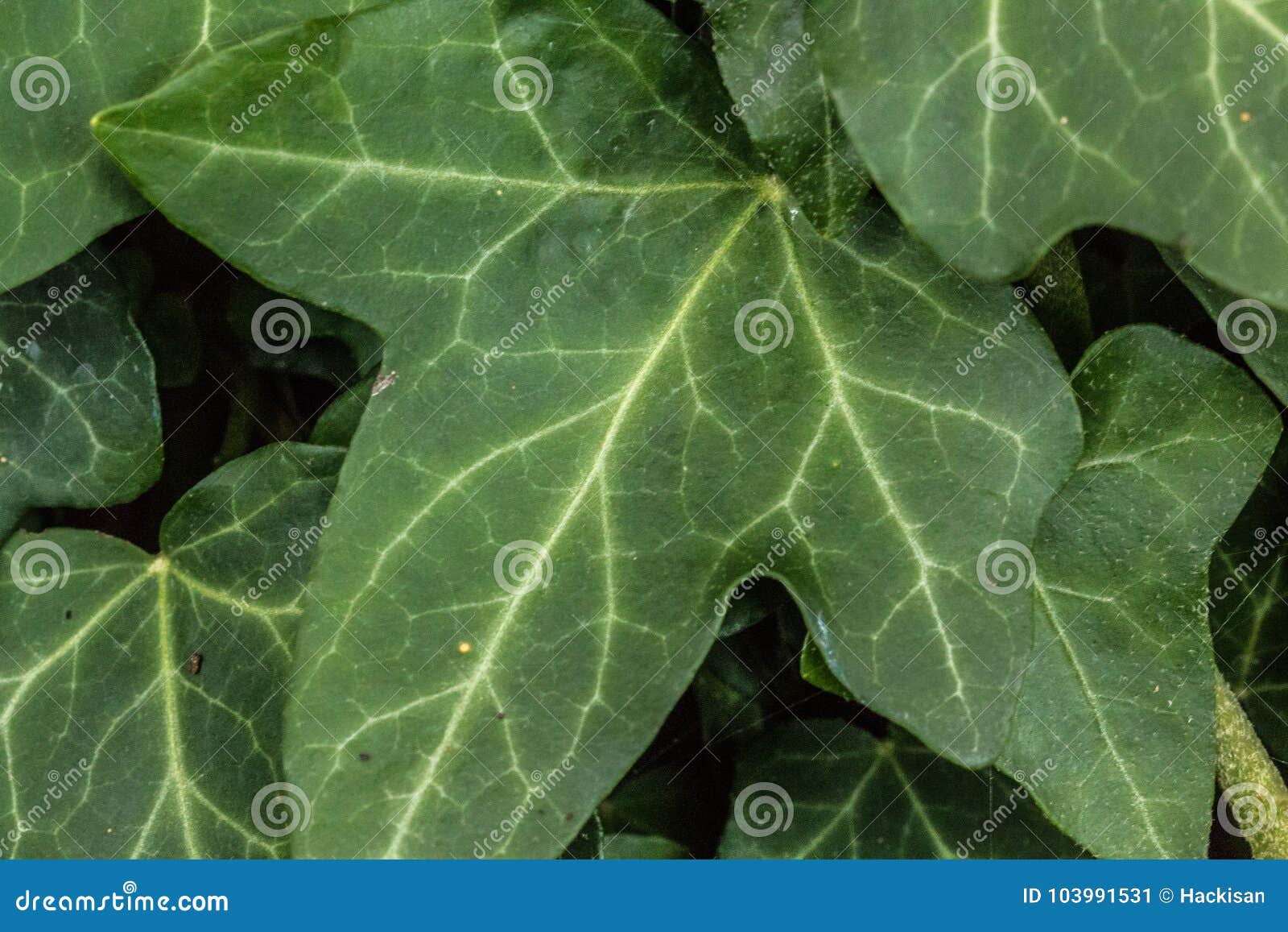 Ivy in the forest stock image. Image of clean, boundlessness - 103991531