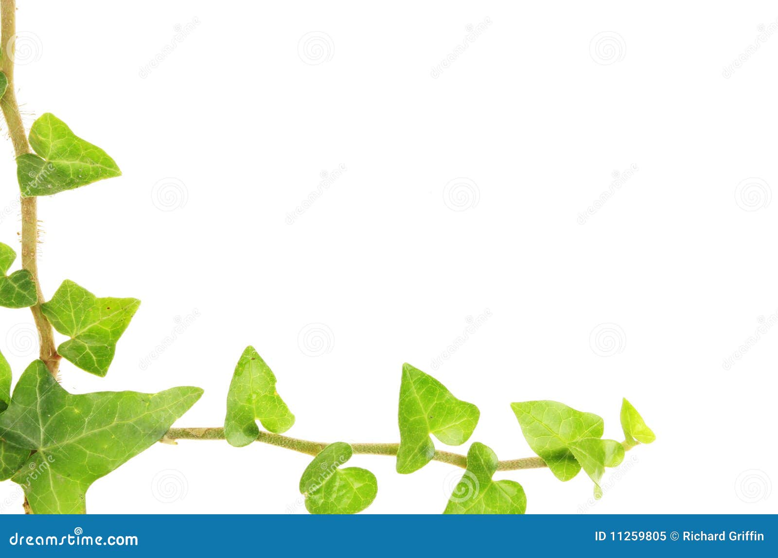 Ivy frame stock image. Image of evergreen, white, triangular - 11259805