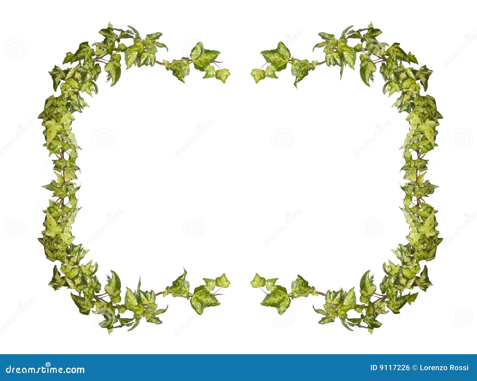 Ivy frame stock photo. Image of ornament, growth, greenness - 9117226