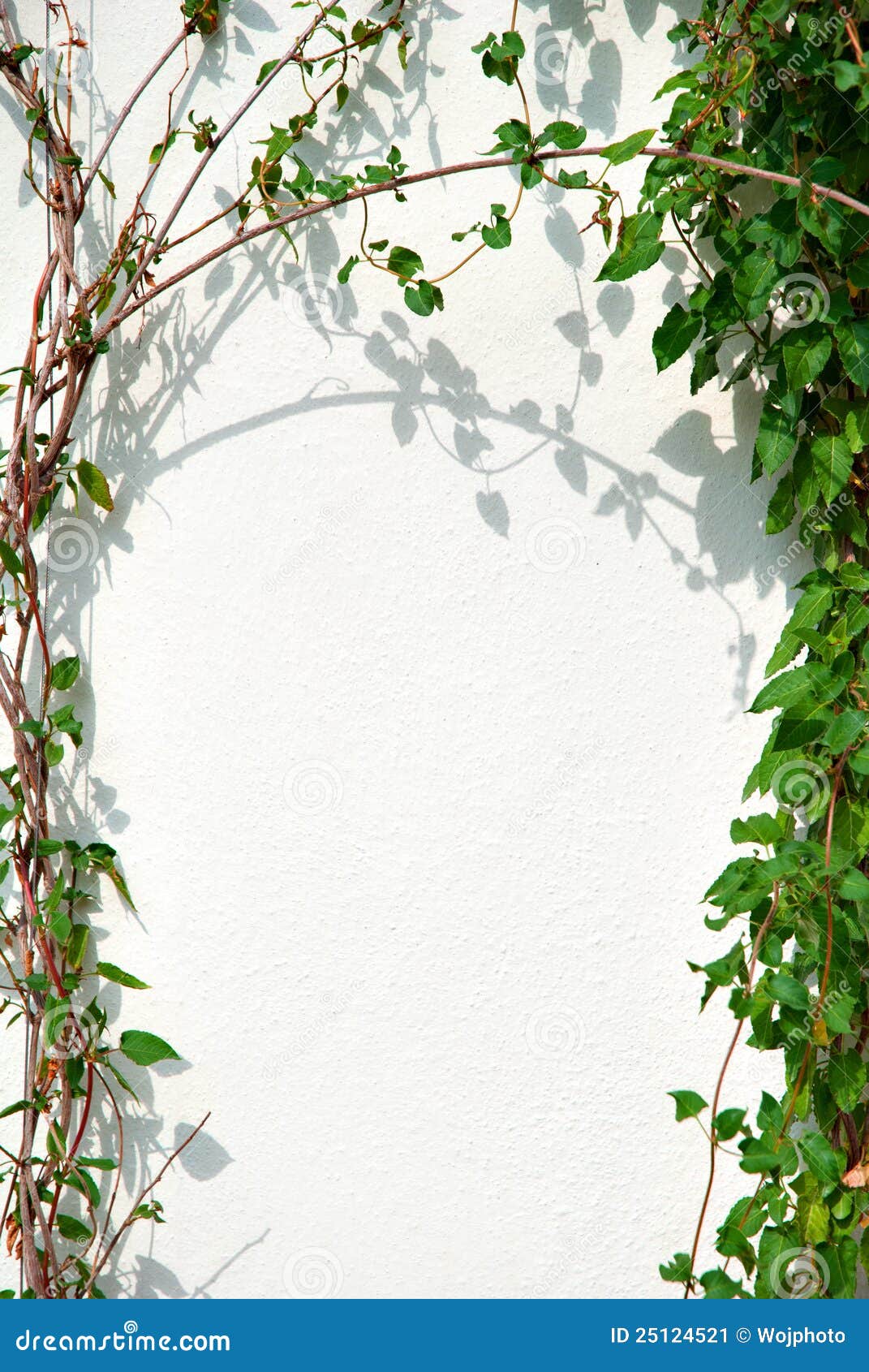 Ivy Frame and White Wall stock image. Image of green - 25124521