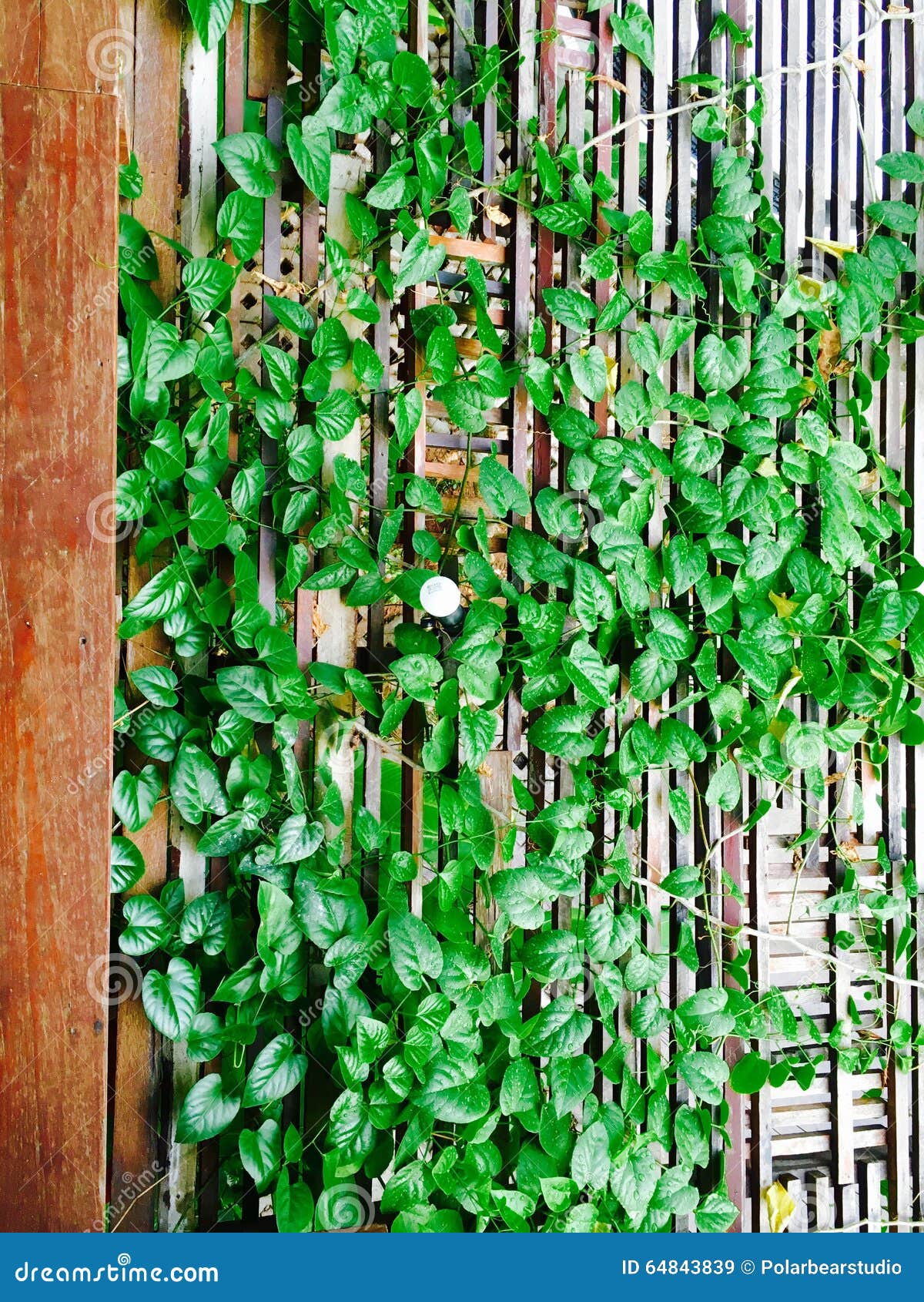 Ivy garden on the roof stock image. Image of decoration - 64843839