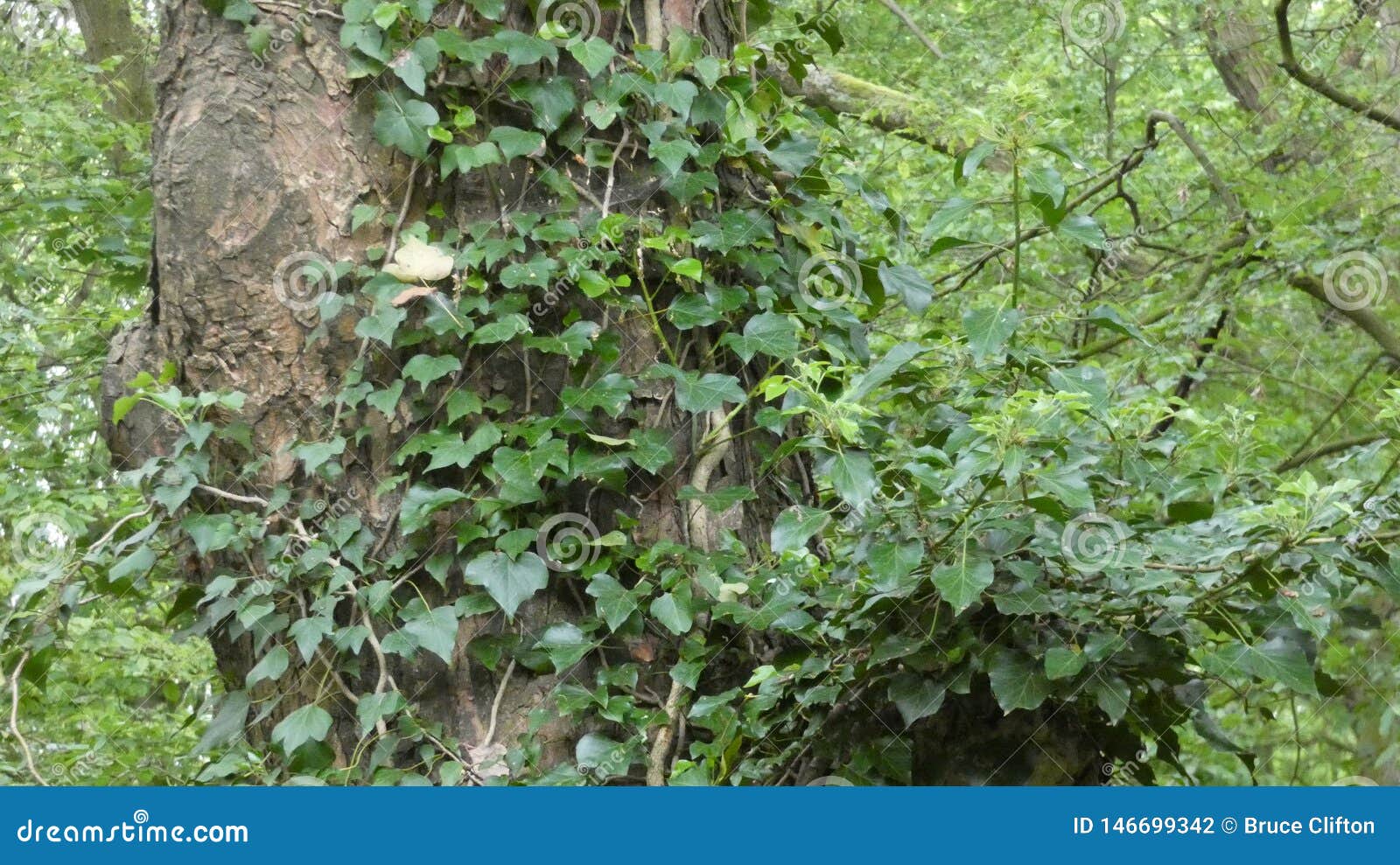 Ivy Gort the Olympian of Shrubs 1 Stock Photo - Image of duir, britain ...