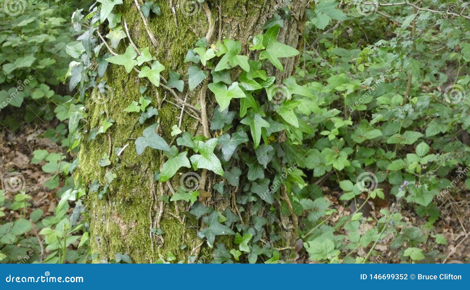 Ivy Gort the Olympian of Shrubs 2 Stock Photo - Image of forest, holm ...