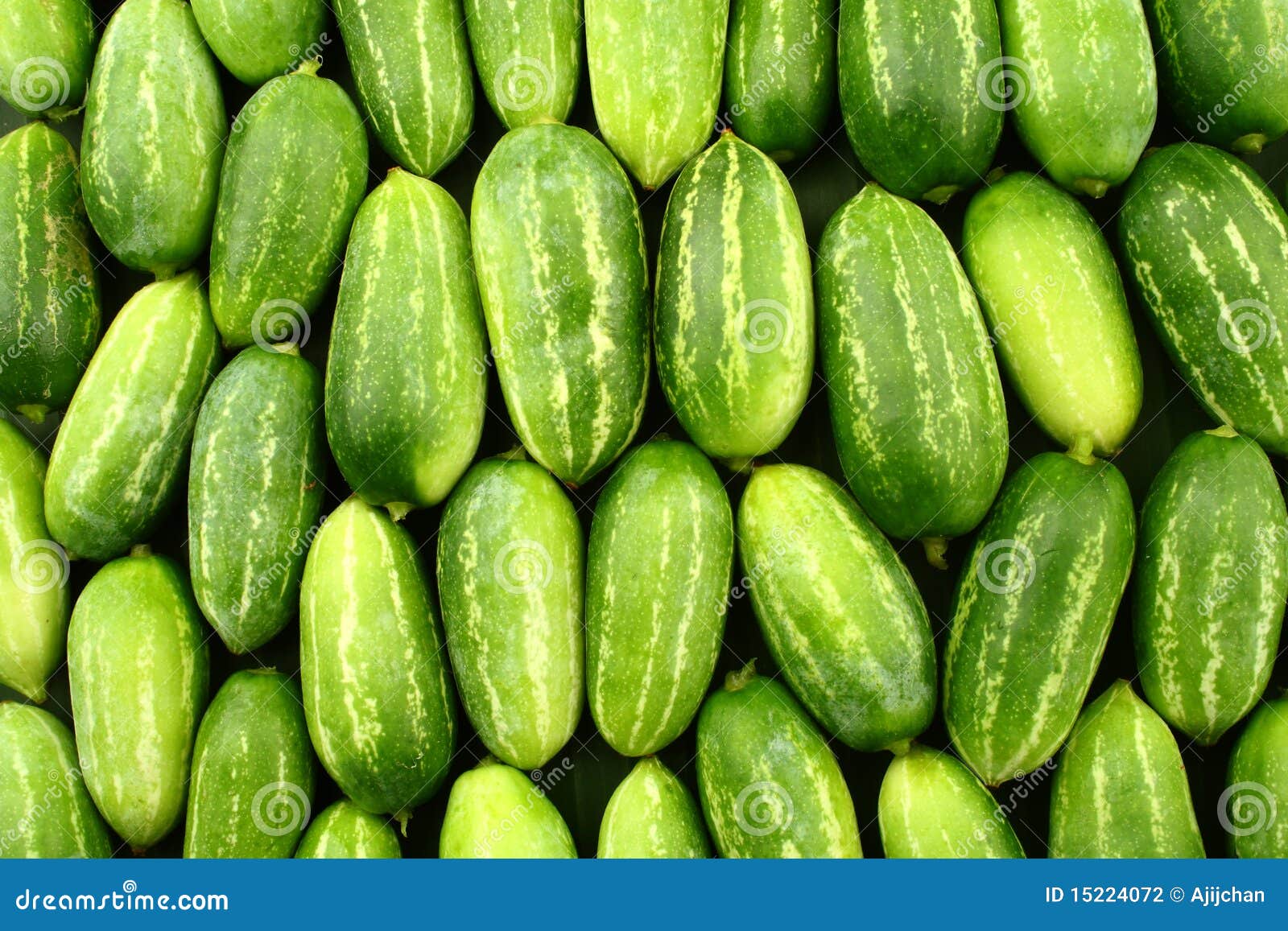 Ivy gourd stock photo. Image of farm, coccina, fruit - 15224072