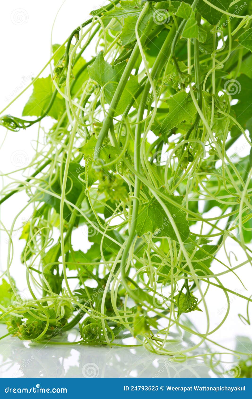 Ivy gourd stock image. Image of closeup, freshness, vitamin - 24793625
